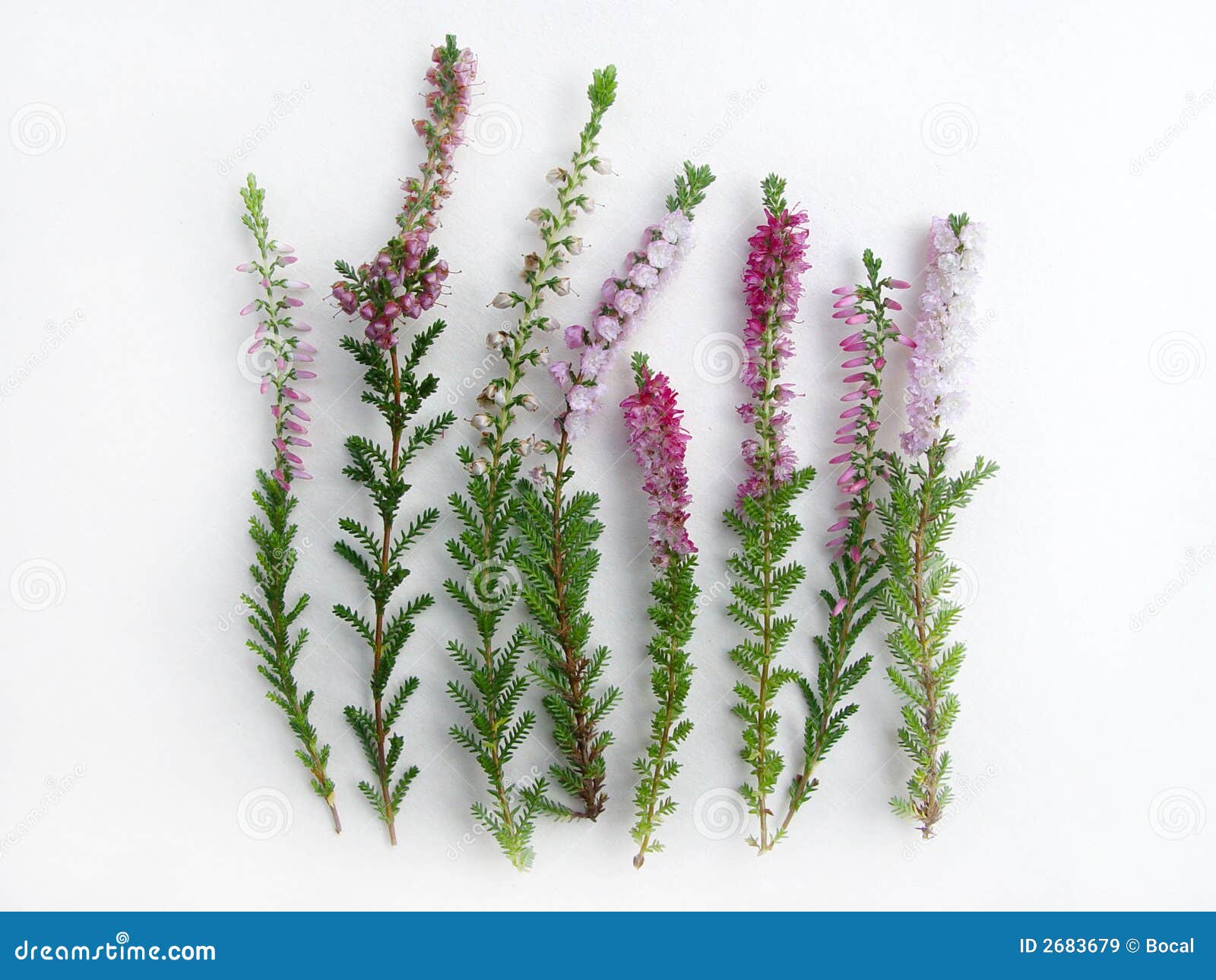 Heather stock image. Image of plant, floral, garden, forest - 2683679