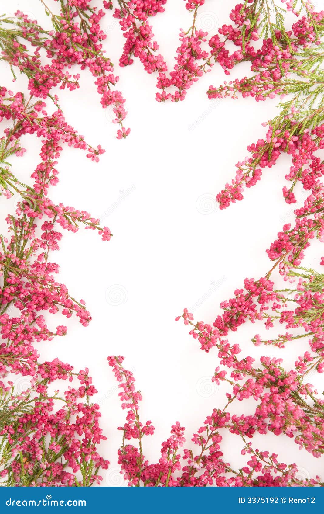 Heather stock photo. Image of season, petal, flora, flower - 3375192