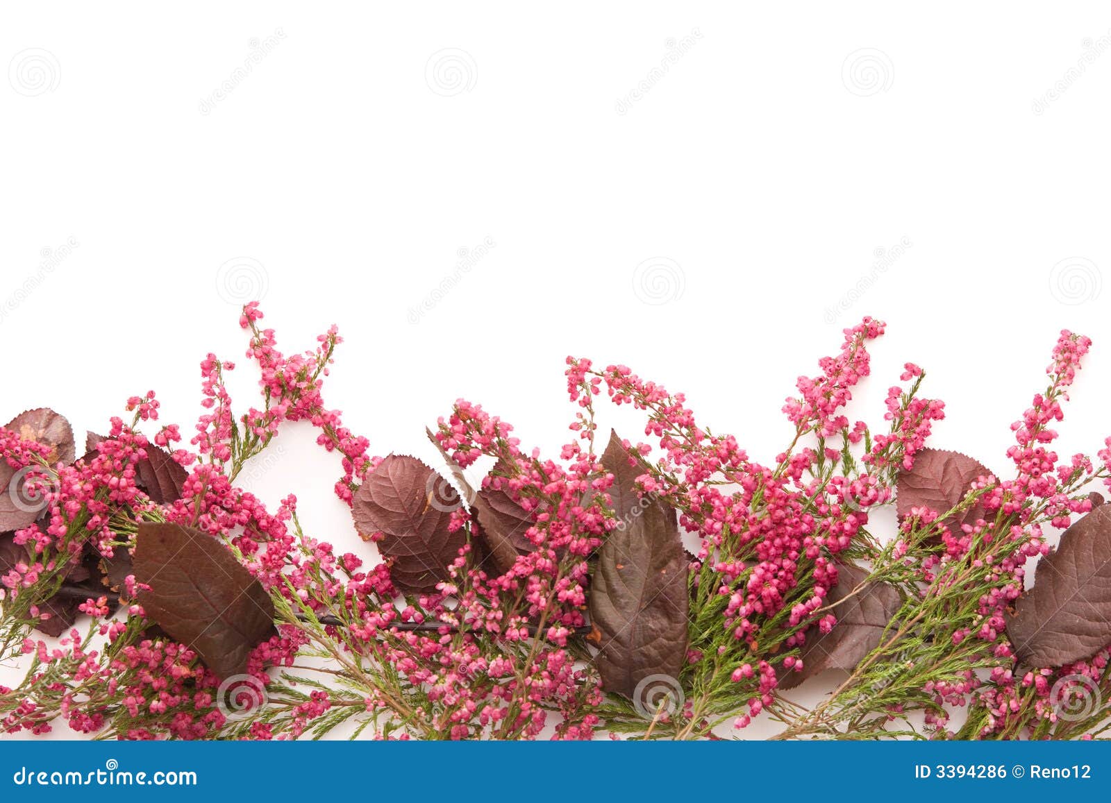 Heather stock photo. Image of forest, petal, border, decoration - 3394286