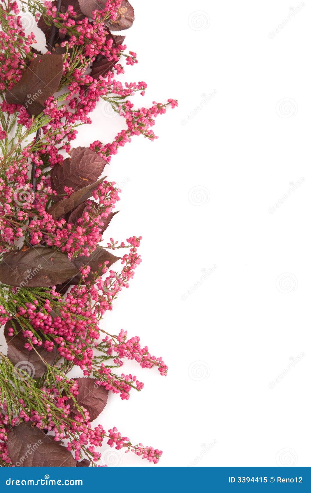 Heather stock image. Image of copy, decorative, nature - 3394415