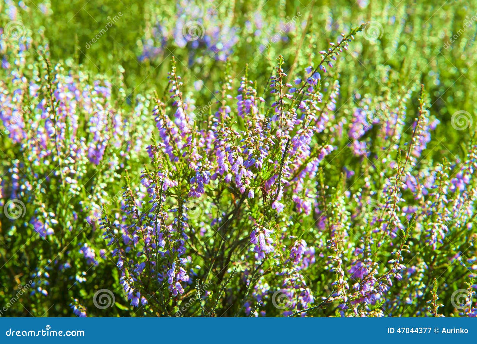 Heather stock image. Image of color, abstract, decorative - 47044377