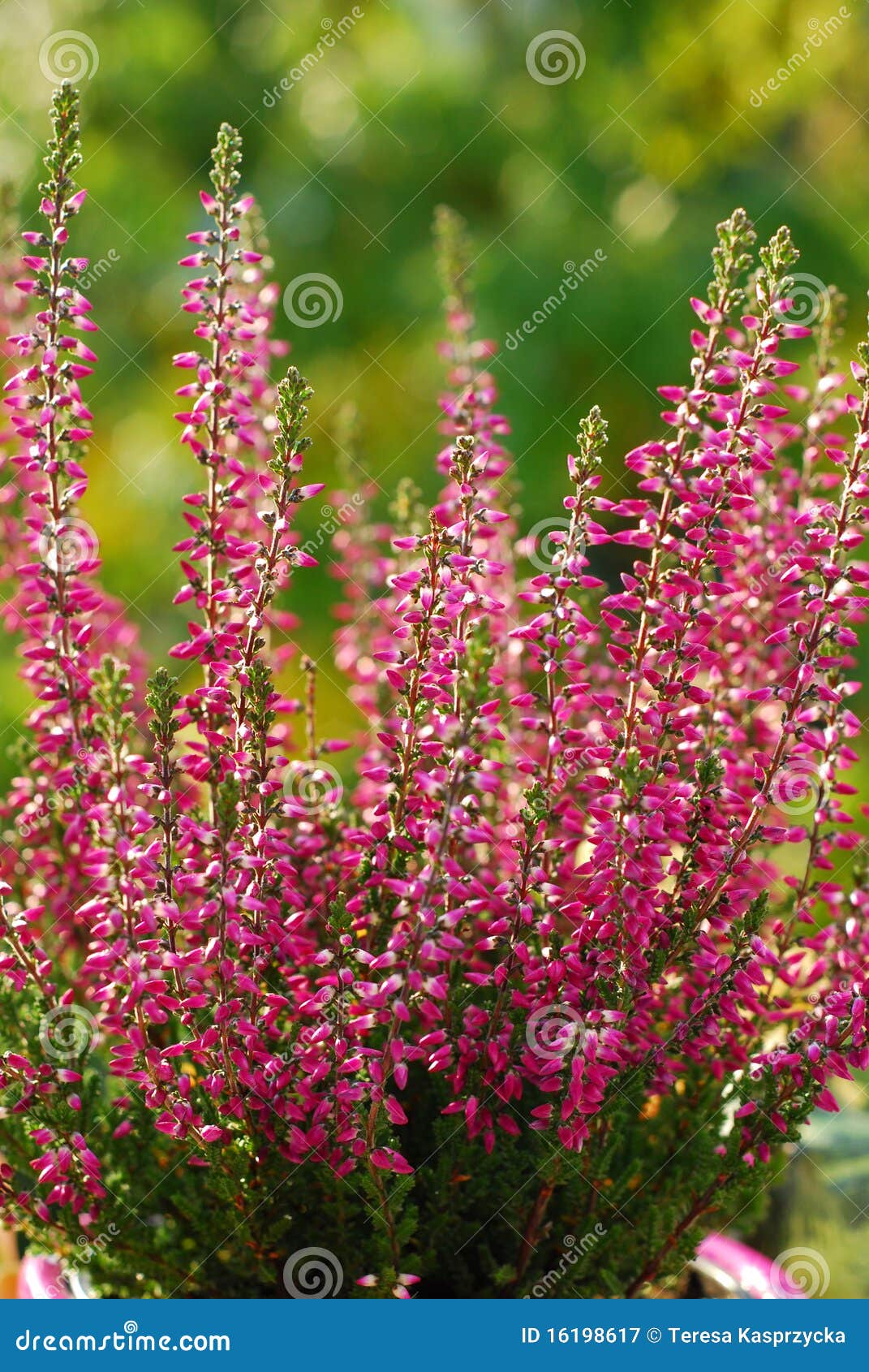 Heather in autumn garden stock image. Image of garden - 16198617