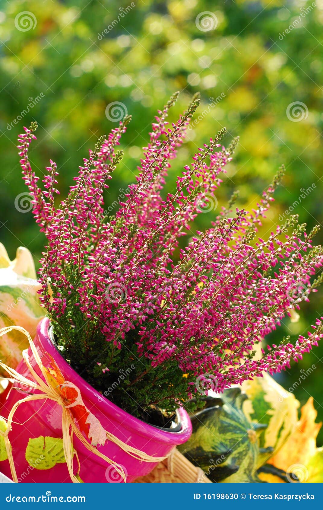Heather in autumn garden stock photo. Image of outdoor - 16198630