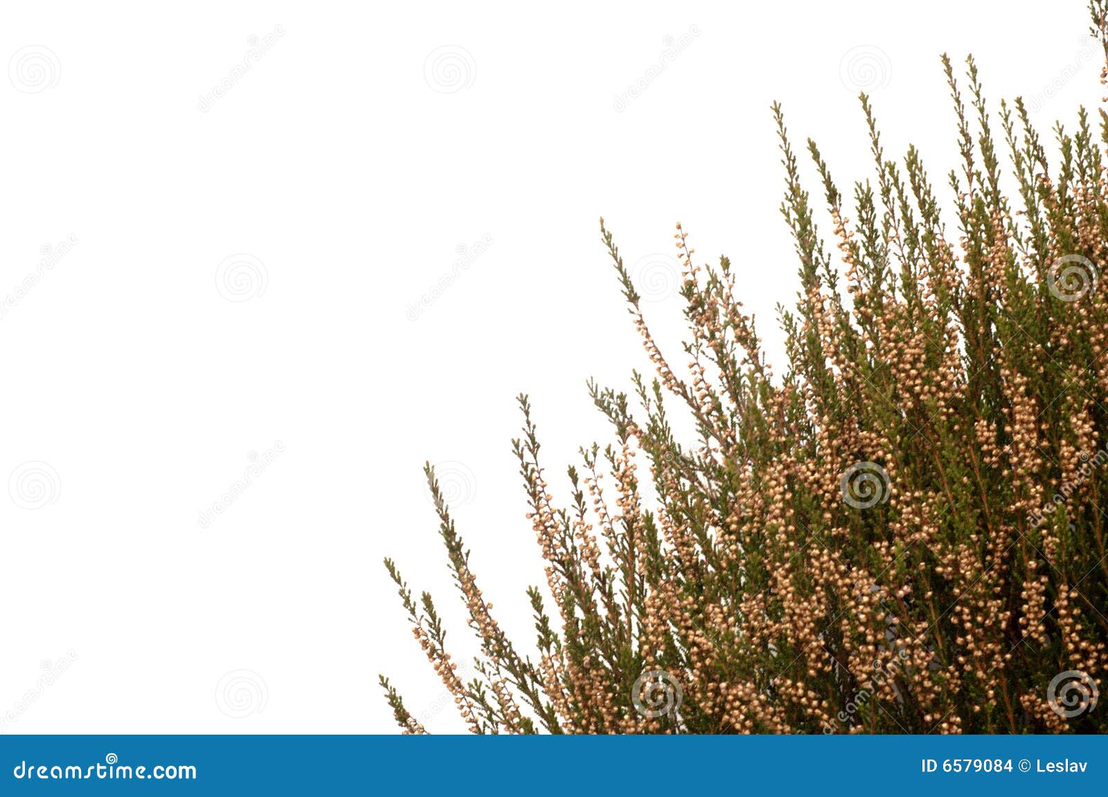 Heather,autumn,white,background Stock Photo - Image of august, bloom ...