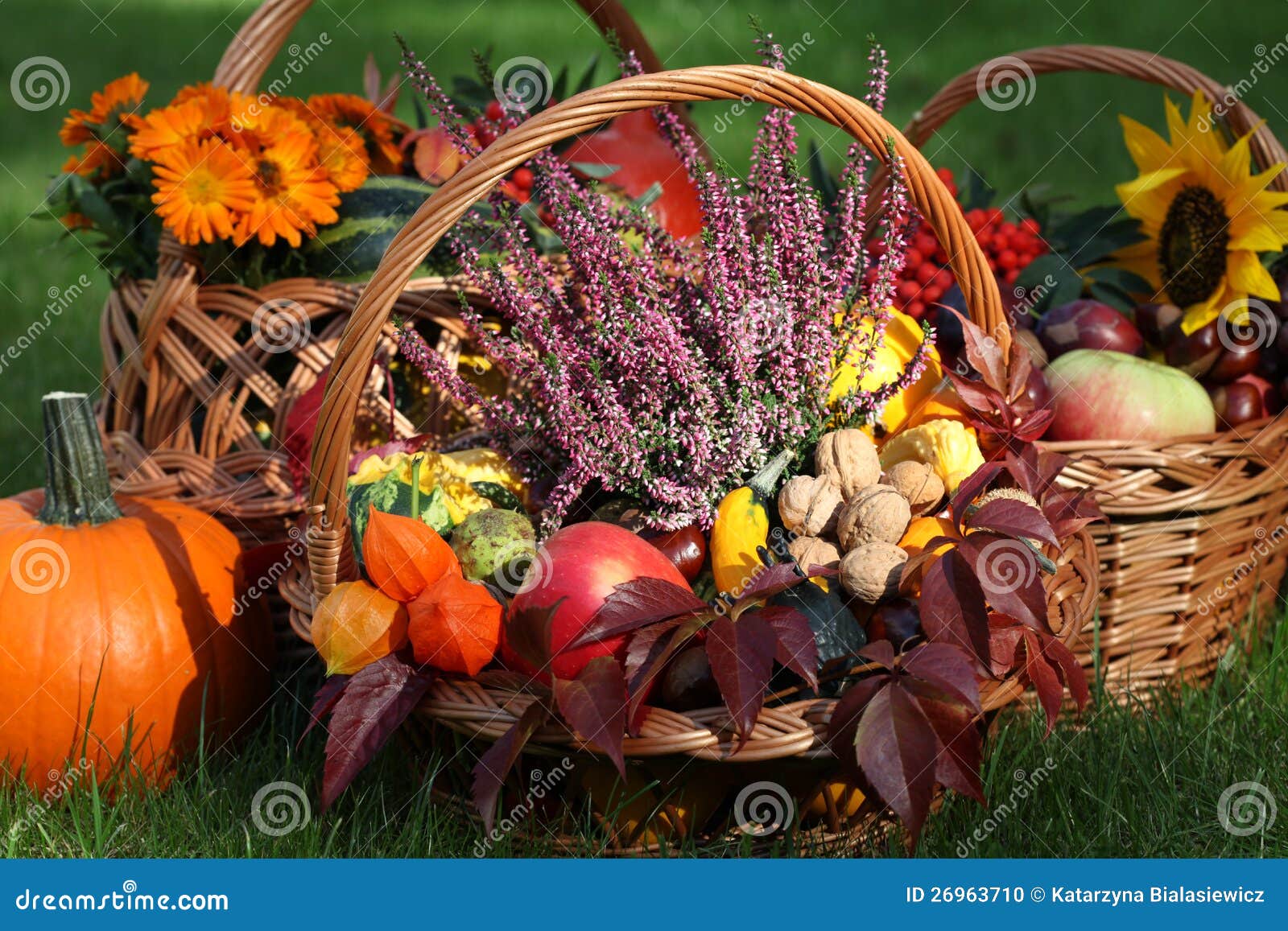 Heather in autumn wickers stock photo. Image of flowers - 26963710