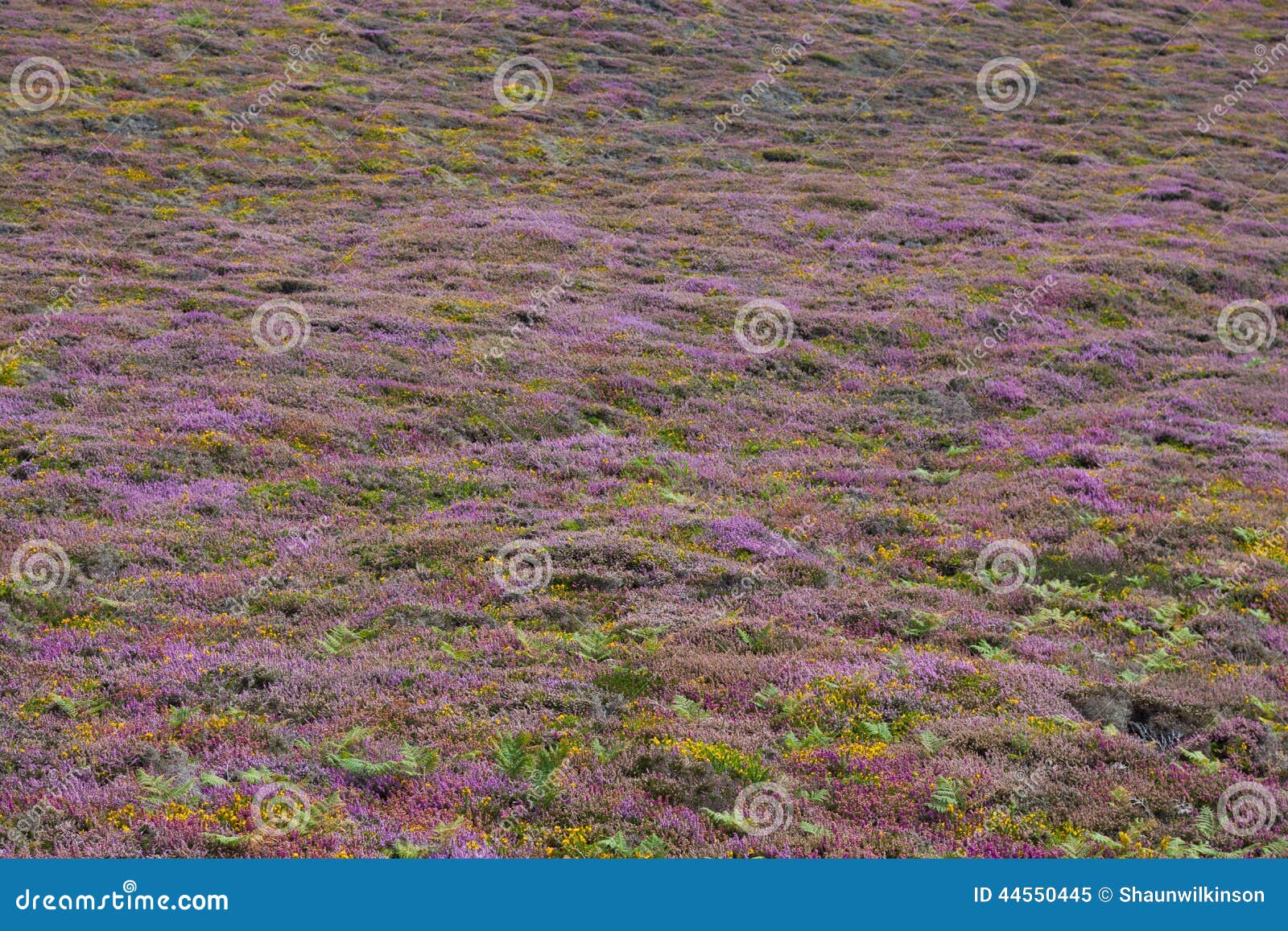 Heather background stock image. Image of wild, england - 44550445