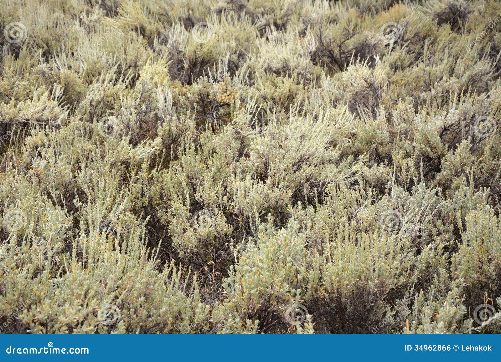 Heather background stock photo. Image of elegant, ling - 34962866