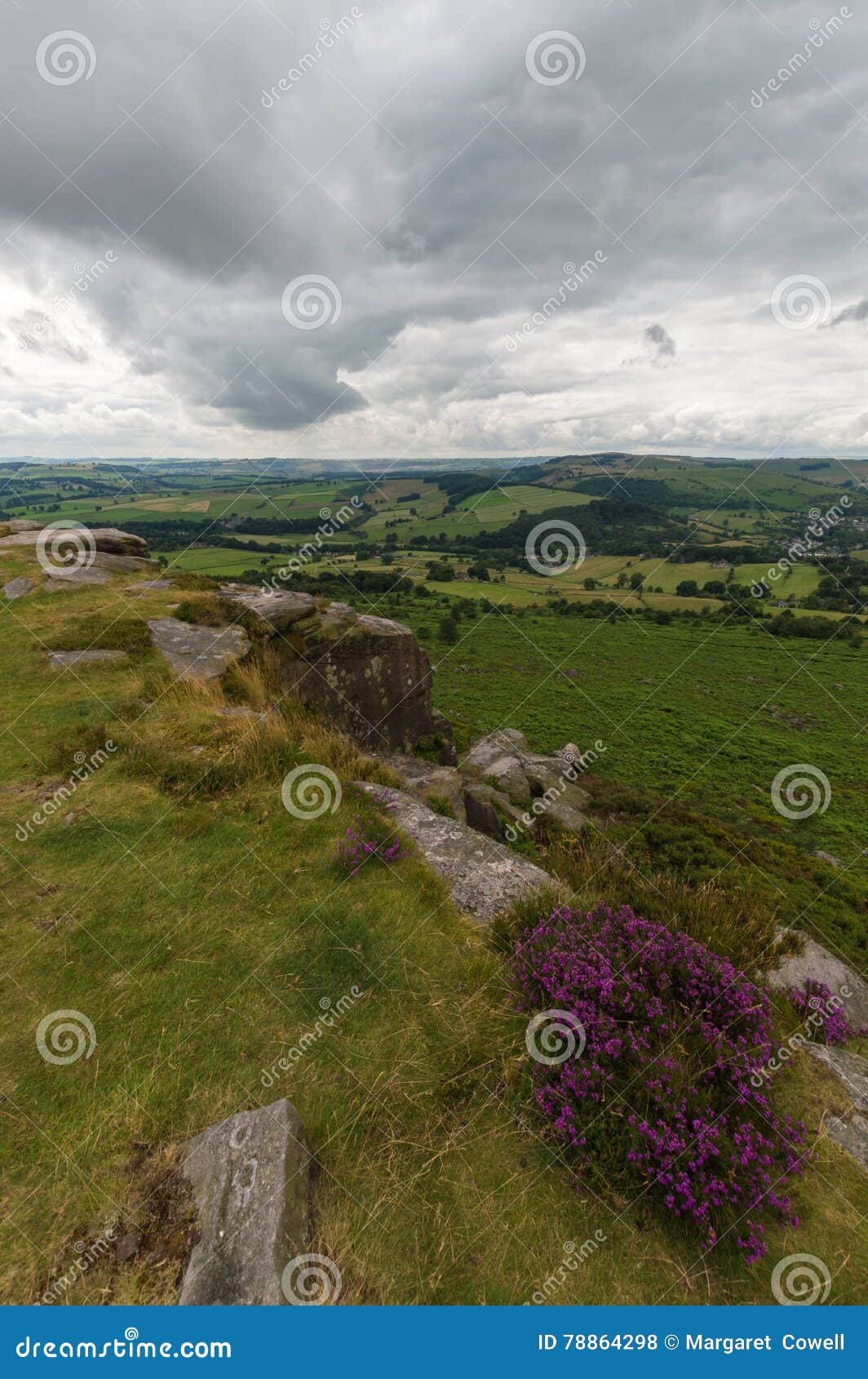 Heather at Baslow Edge stock photo. Image of white, fields - 78864298