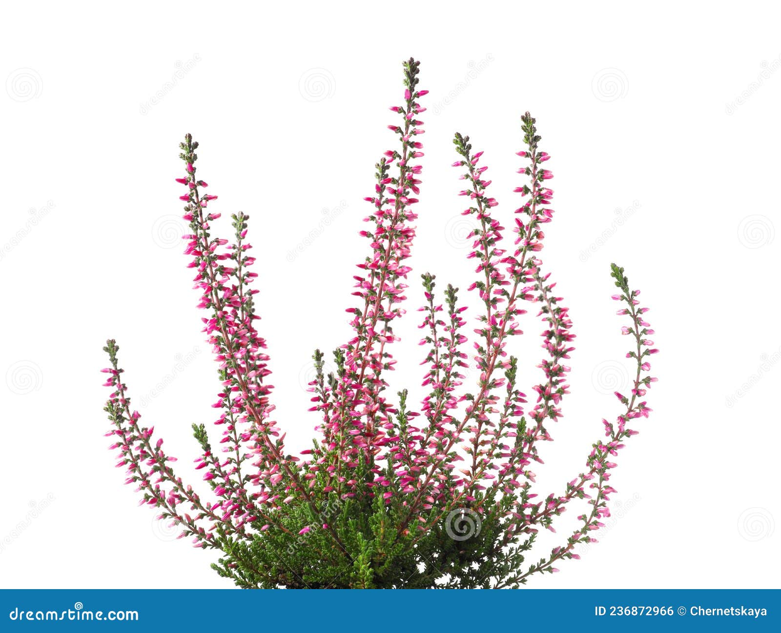 Heather with Beautiful Flowers on White Background Stock Photo - Image ...