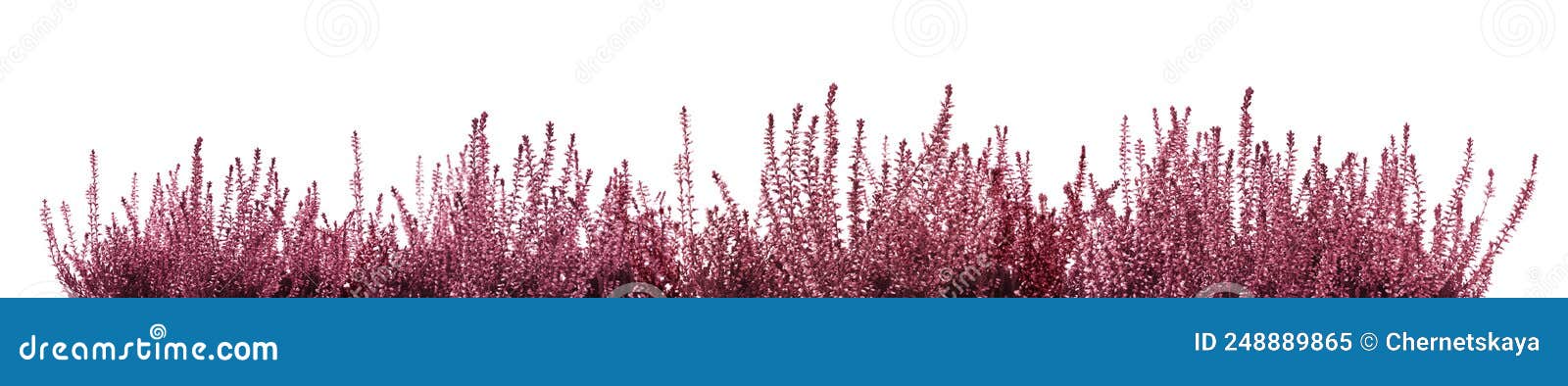 Heather with Beautiful Flowers on White Background. Banner Design Stock ...