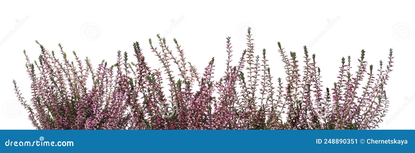 Heather with Beautiful Flowers on White Background. Banner Design Stock ...