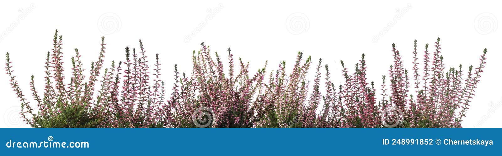 Heather with Beautiful Flowers on White Background. Banner Design Stock ...