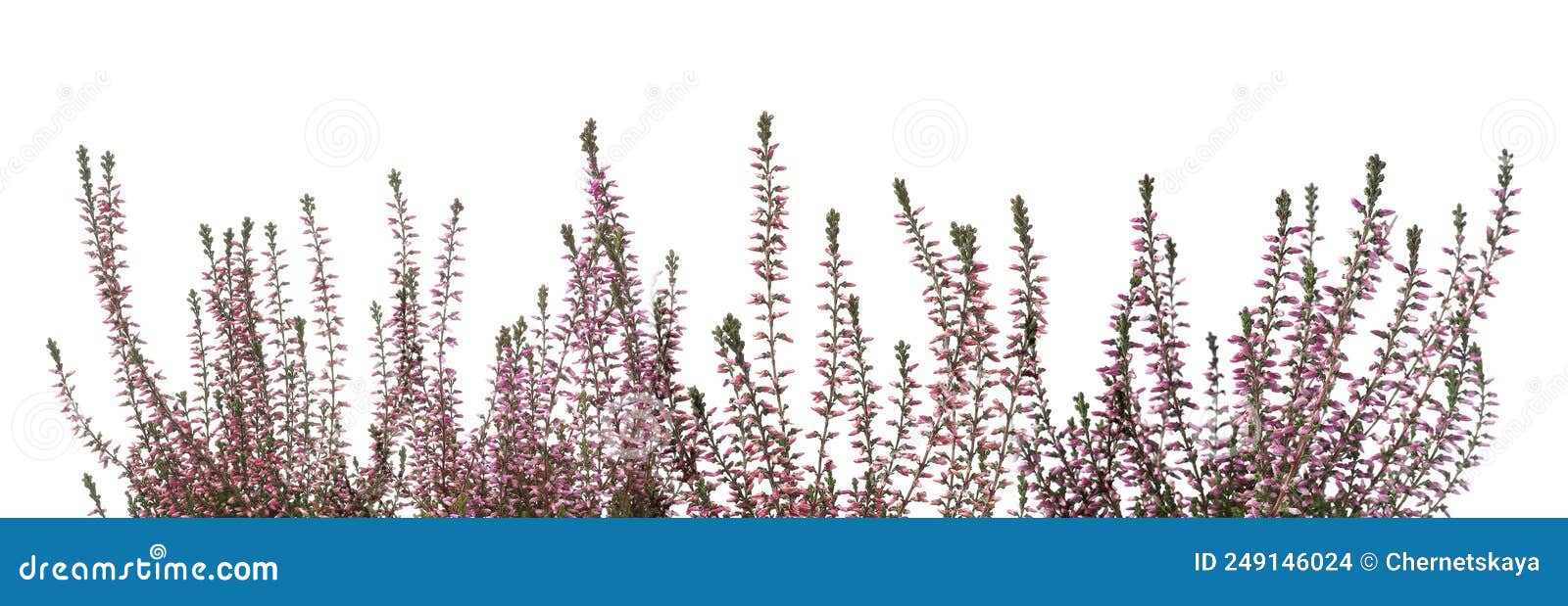 Heather with Beautiful Flowers on White Background. Banner Design Stock ...