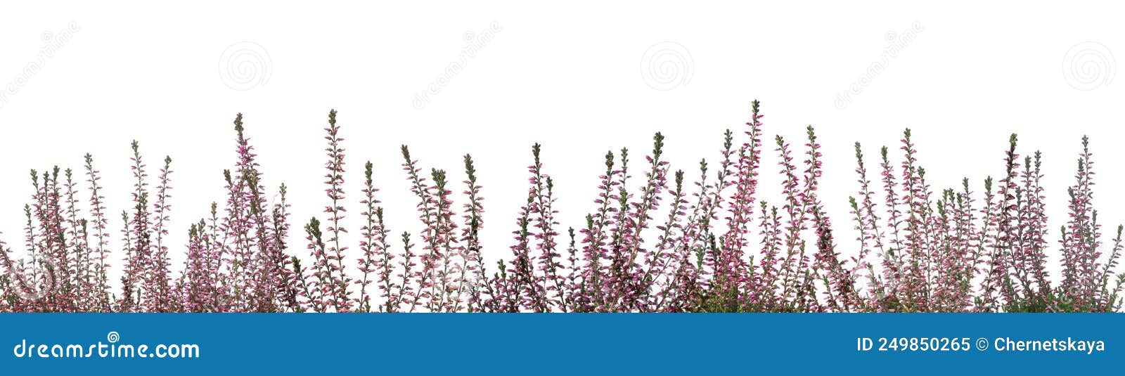 Heather with Beautiful Flowers on White Background. Banner Design Stock ...