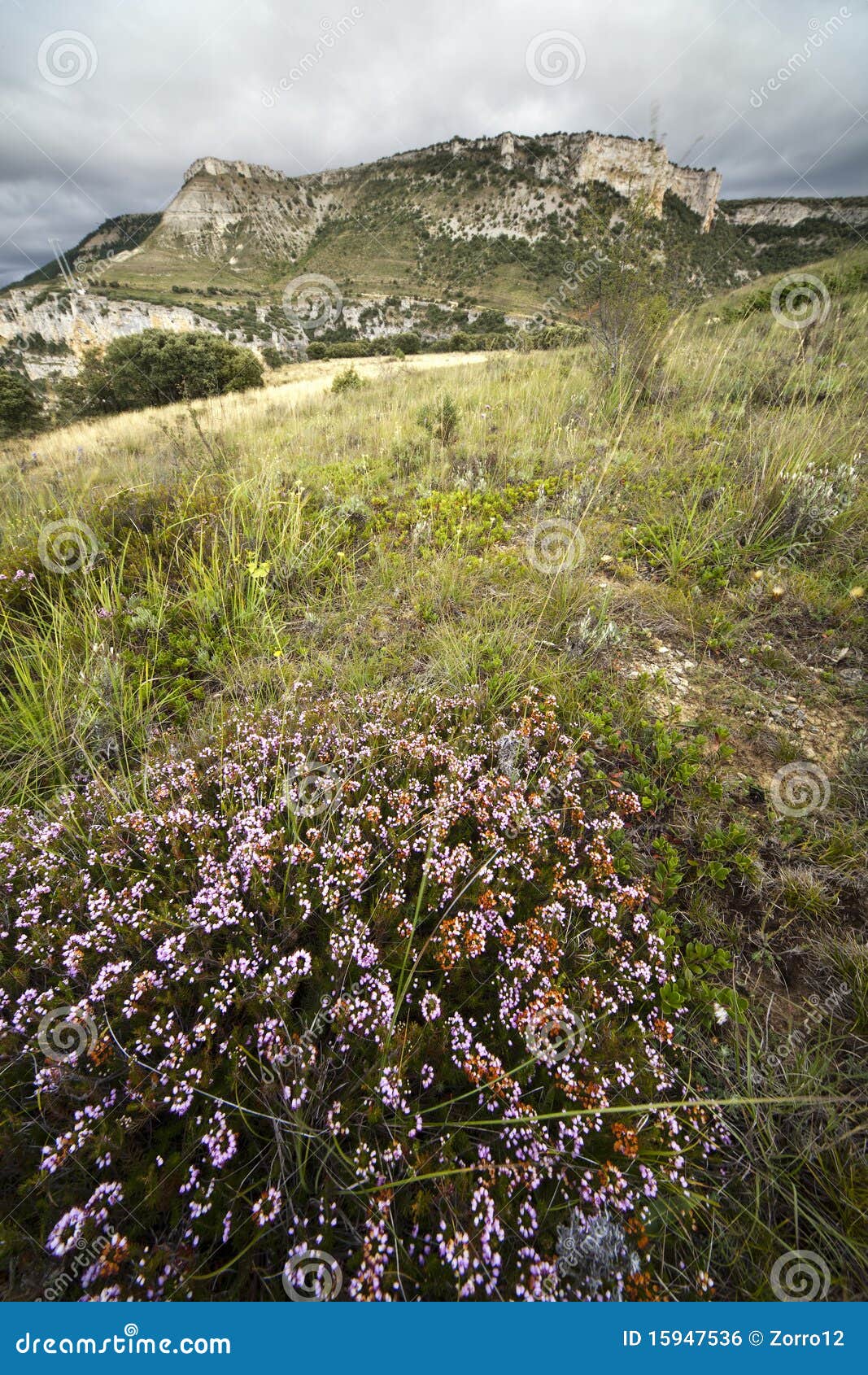 Heather in bloom stock photo. Image of small, farming - 15947536