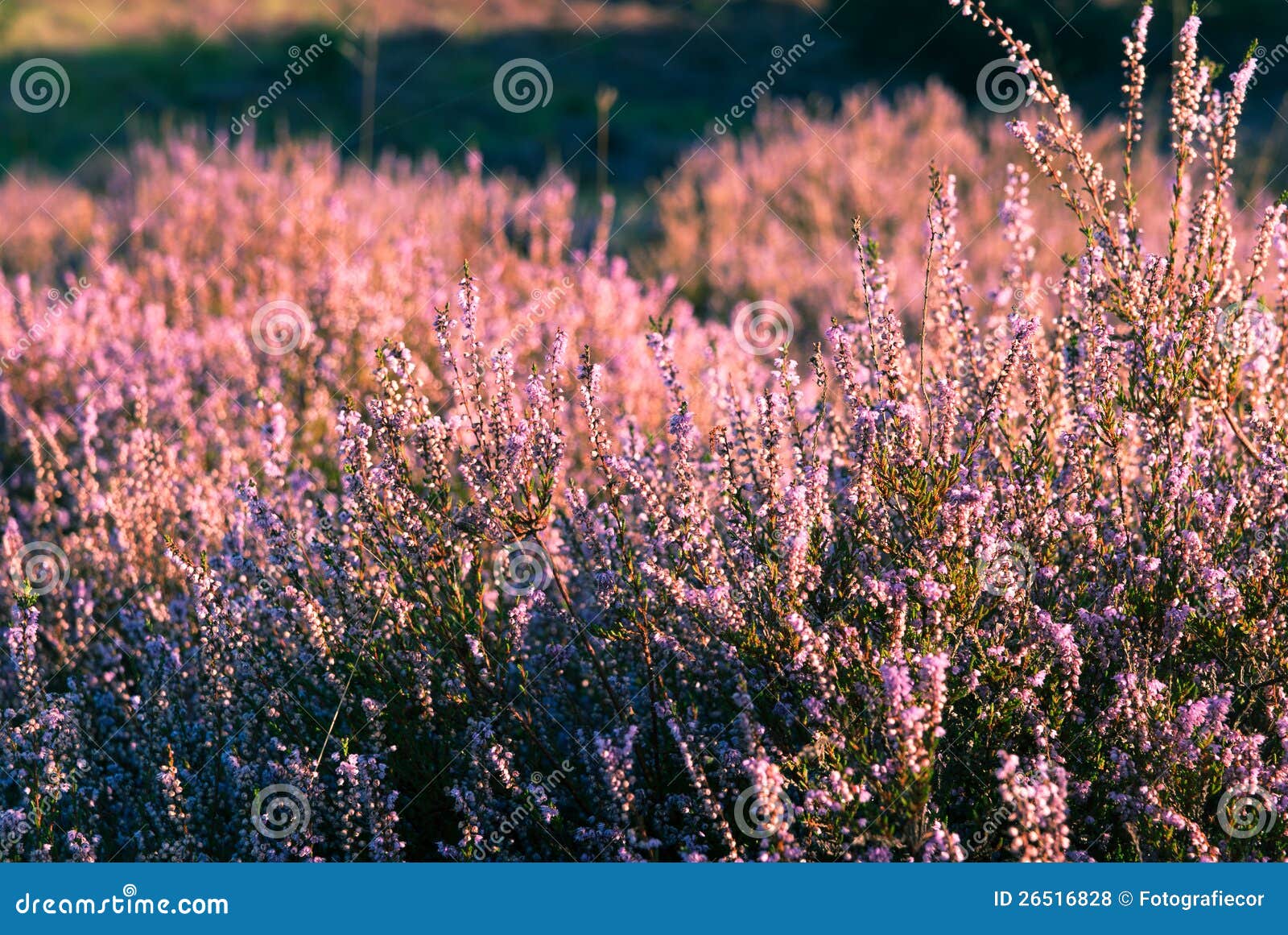 Heather in bloom stock photo. Image of country, floral - 26516828