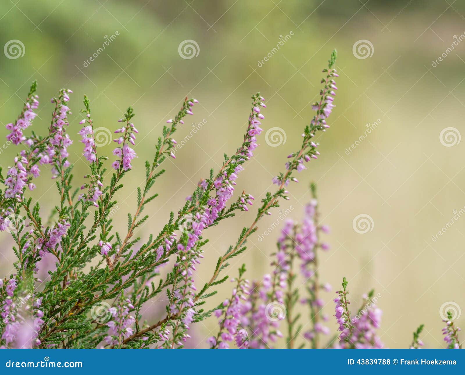 Heather in bloom stock photo. Image of flower, bunch - 43839788