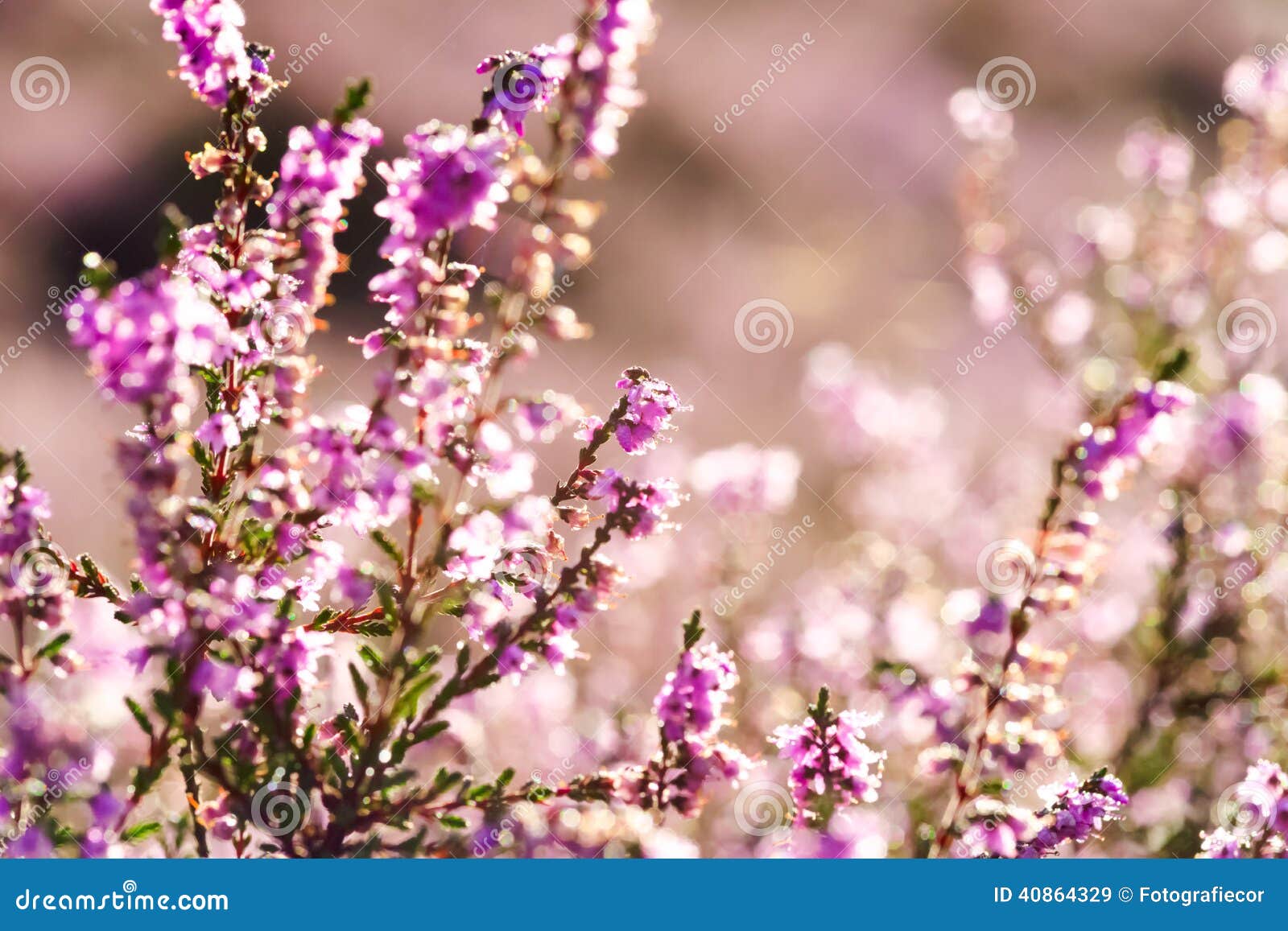 Heather in bloom stock image. Image of landscapes, leaves - 40864329