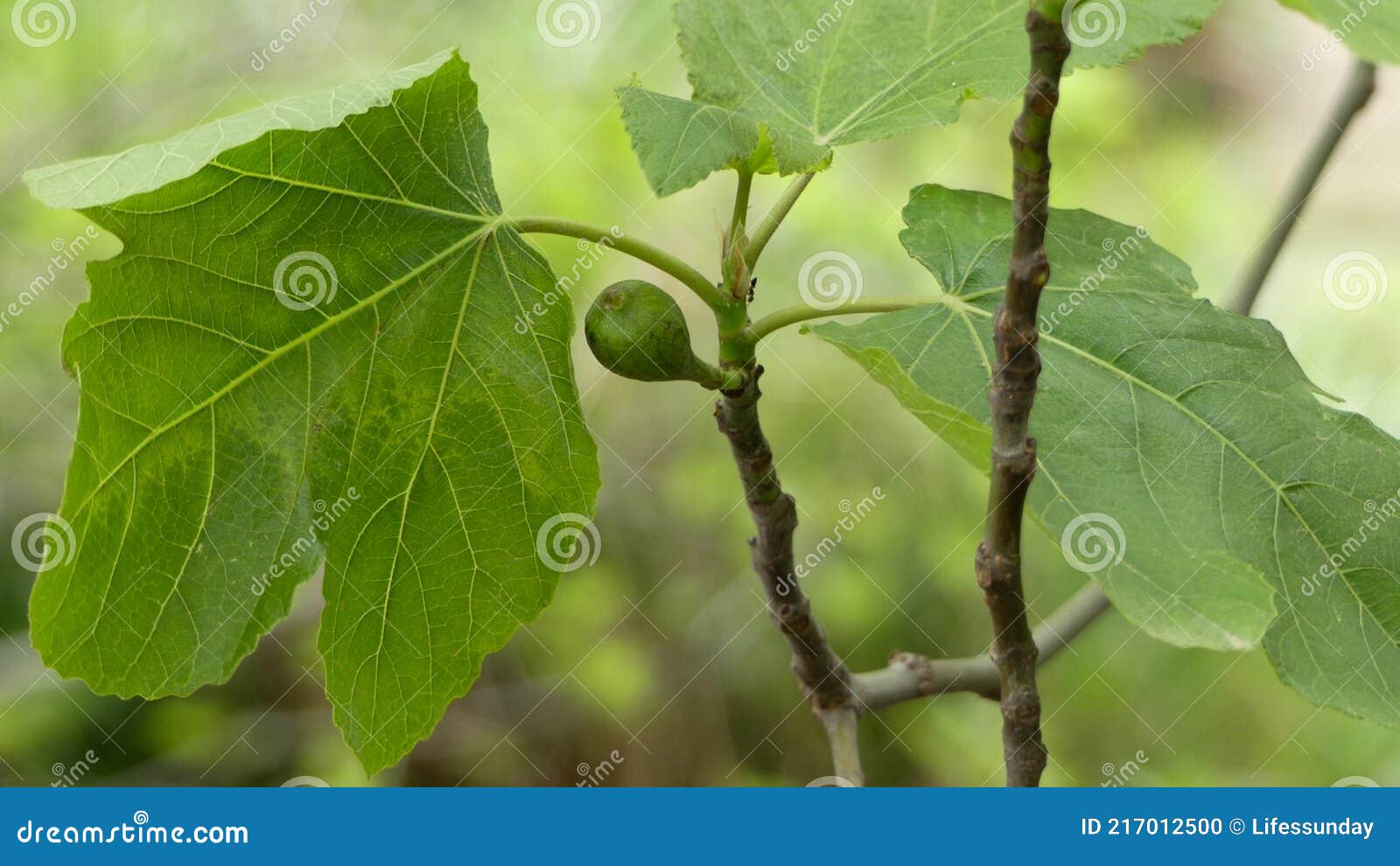Heather on the Branch of a Fig Tree. Stock Photo - Image of birds ...
