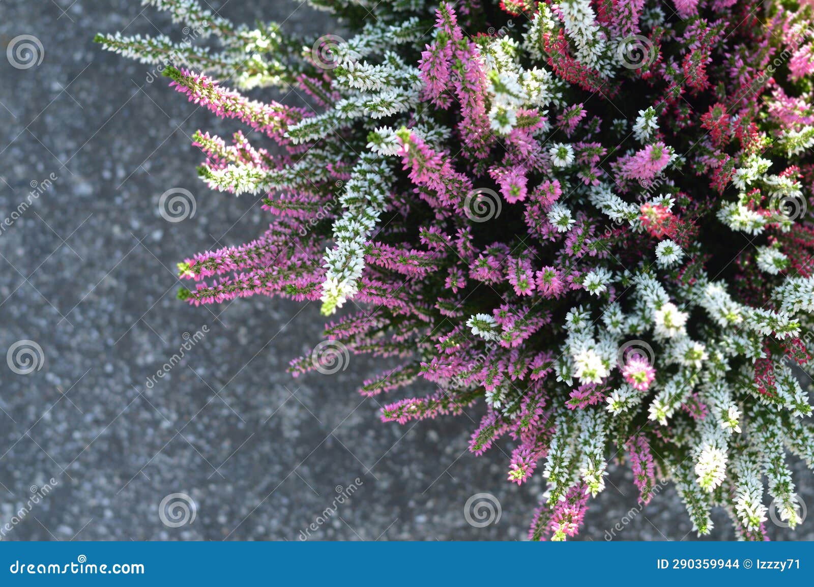 Heather or Calluna Flowers on Concrete Background with Copy Space, Top ...