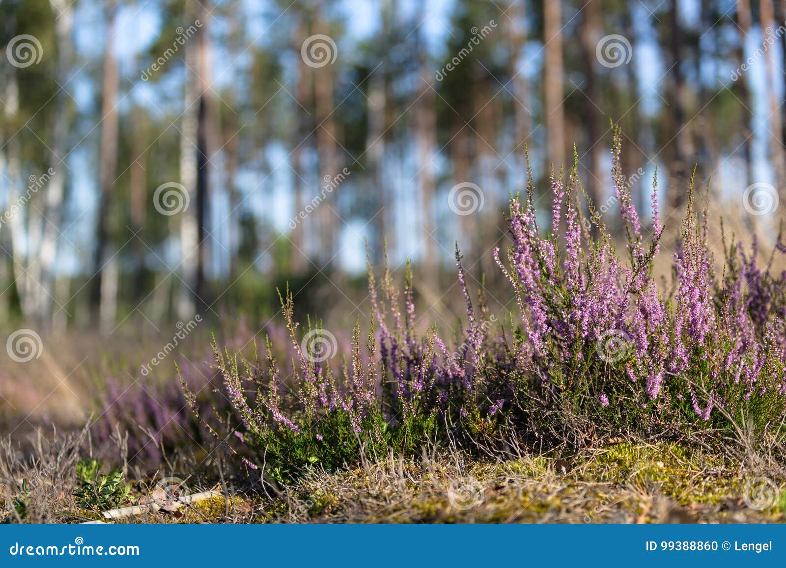Heather stock photo. Image of moss, forest, green, poland - 99388860