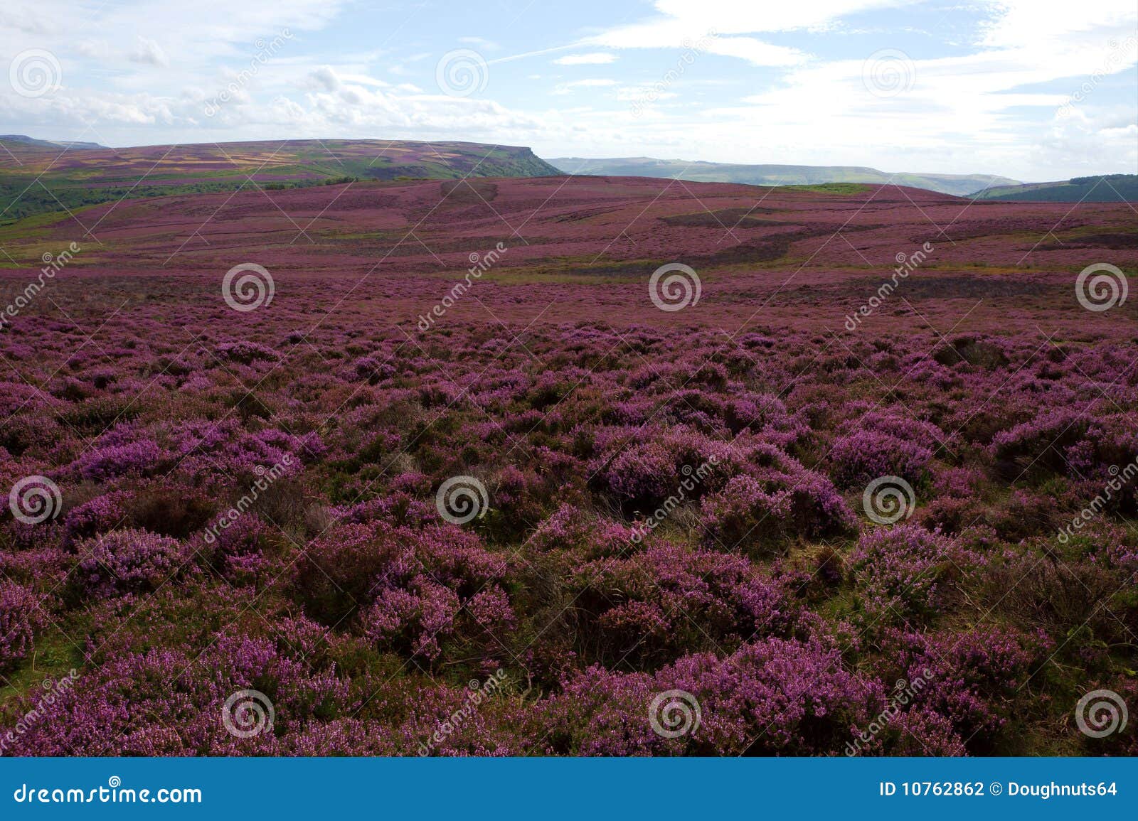 Heather-Covered Summer Landscape Stock Photo - Image of district ...