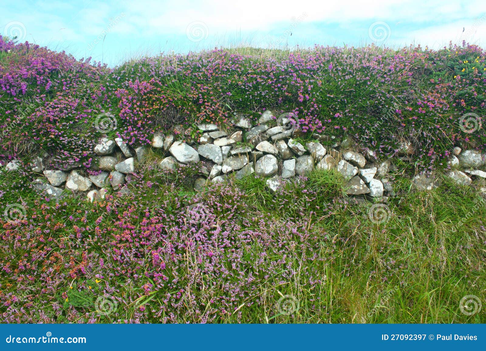 Heather Covered Wall stock image. Image of boundary, county - 27092397