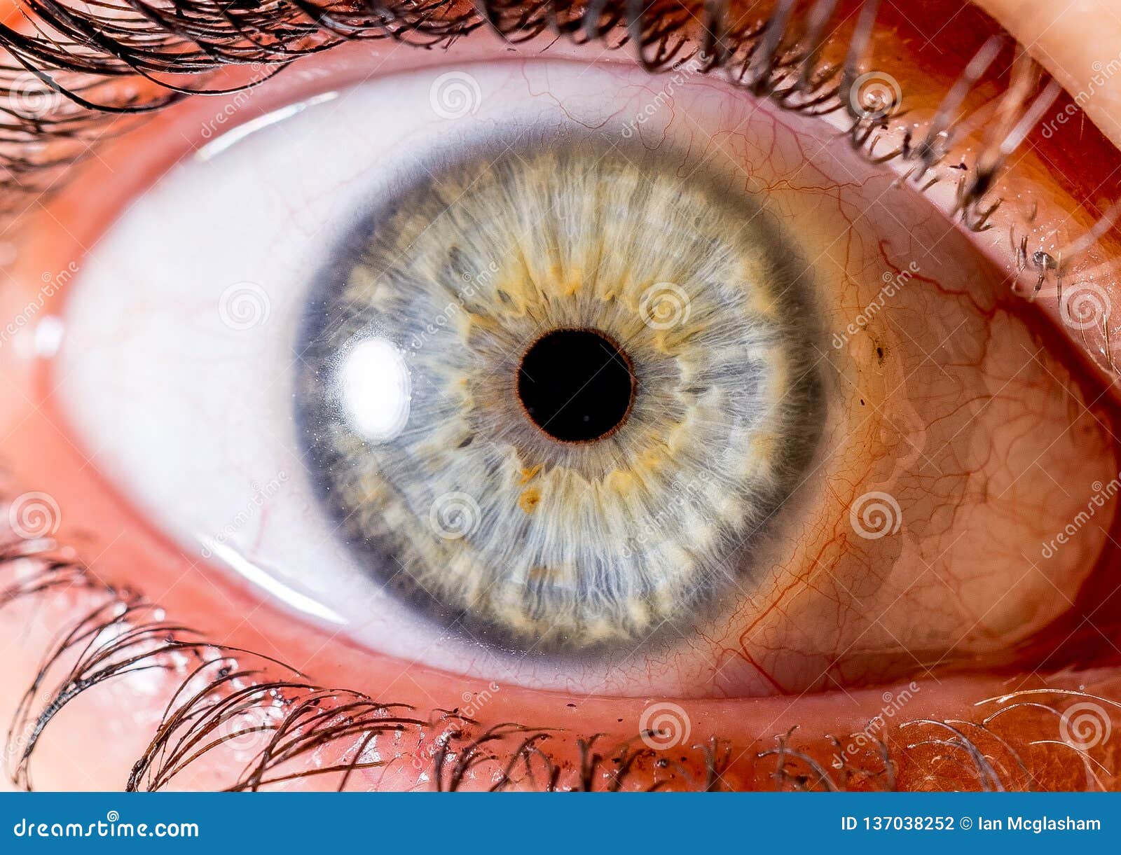 Blood Iris (Iris Sanguinea) Iridaceae Stock Photo | CartoonDealer.com ...