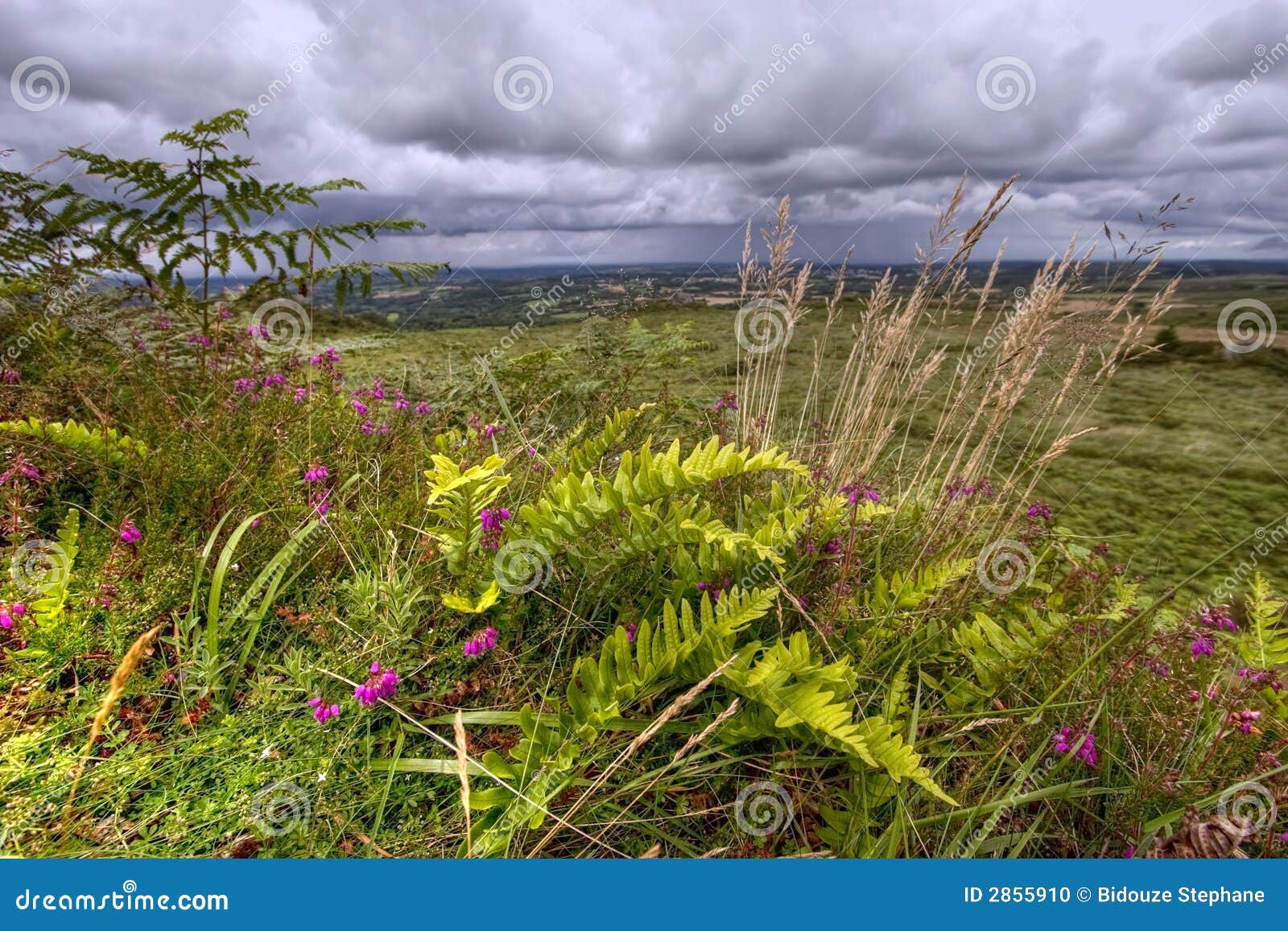 Heather and fern HDR stock photo. Image of landscape, travel - 2855910
