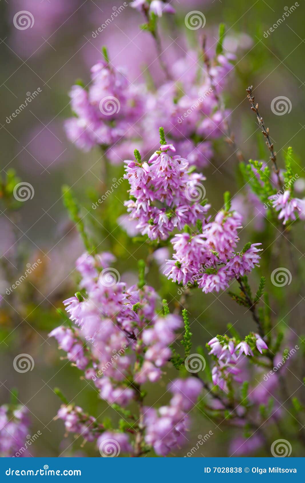 Heather Field Background Royalty-Free Stock Photography | CartoonDealer ...