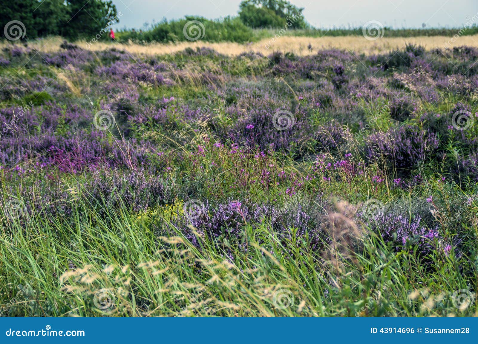 Heather Field stock photo. Image of flowers, nature, purple - 43914696