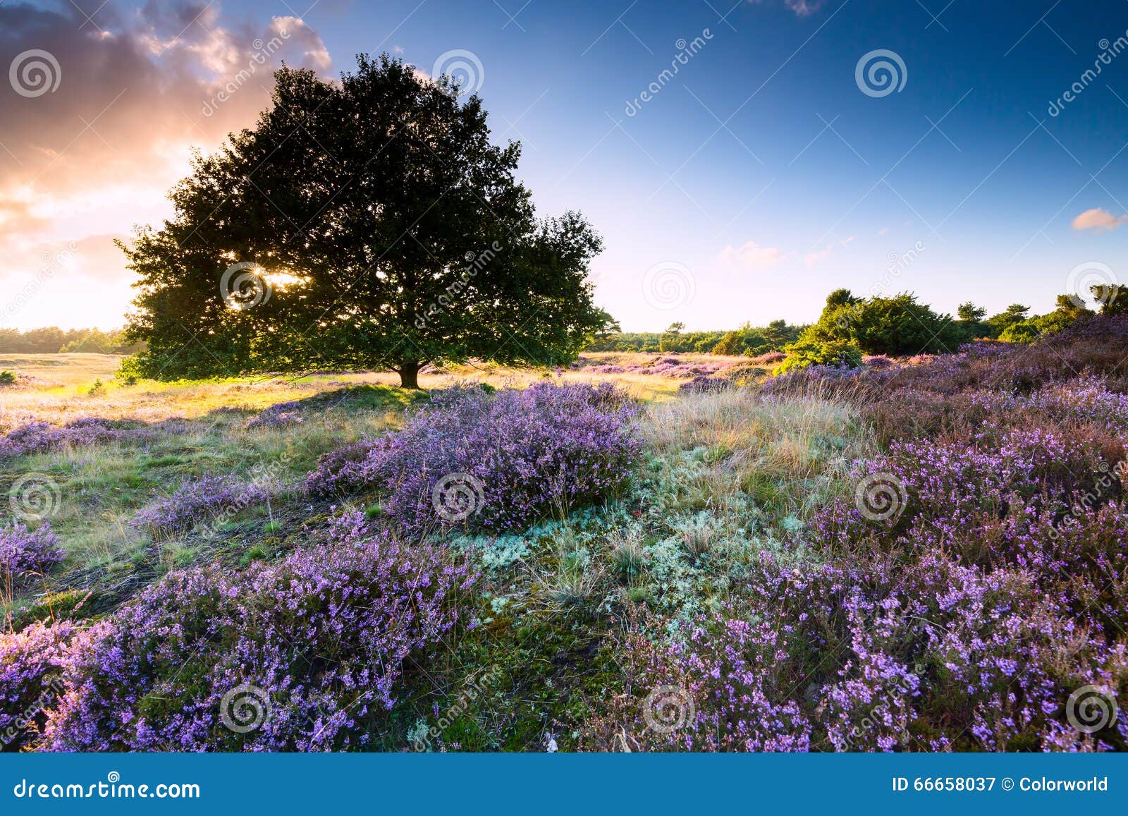 Heather field stock image. Image of heather, landscape - 66658037