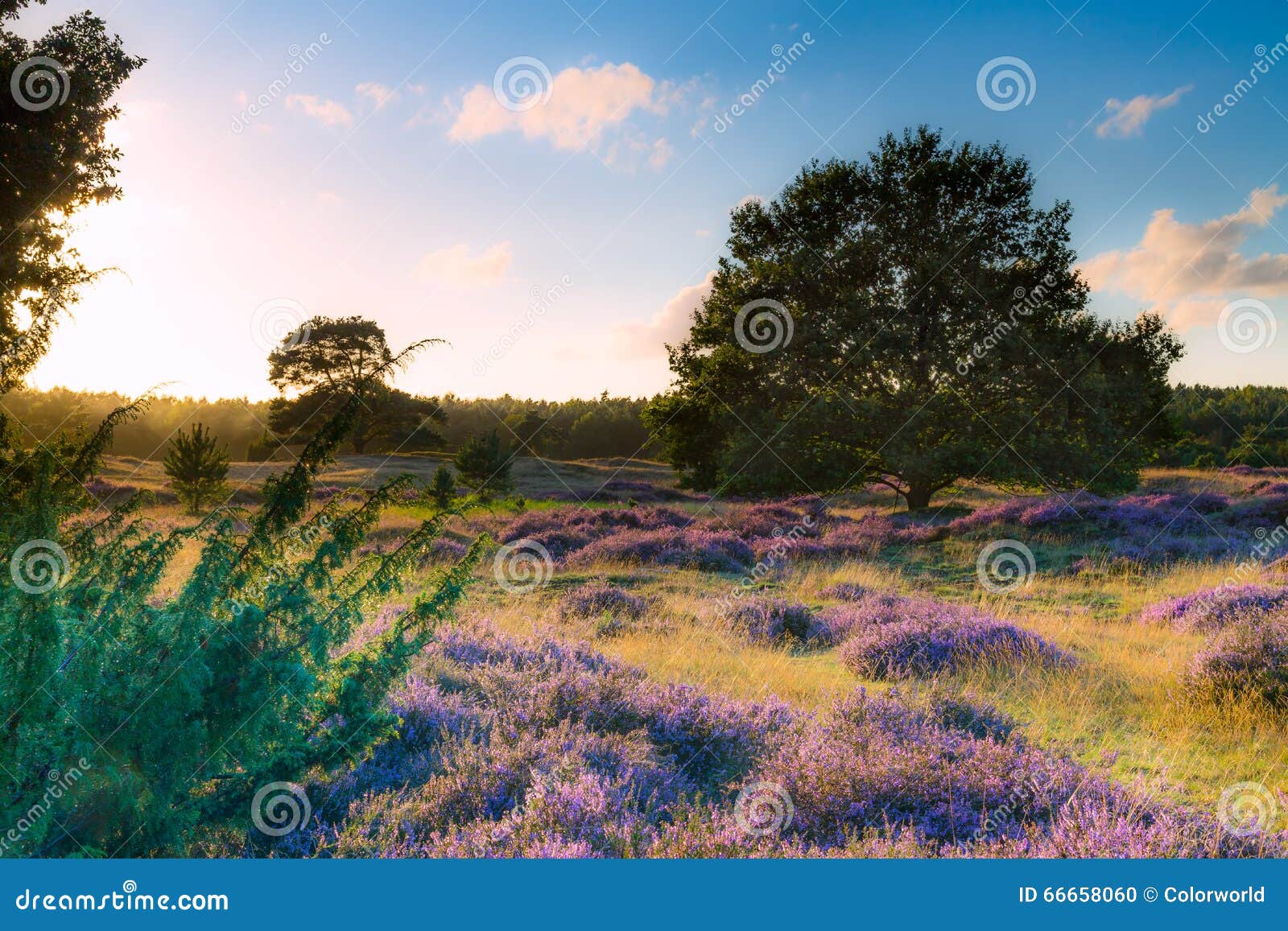 Heather field stock photo. Image of dawn, evening, landscape - 66658060