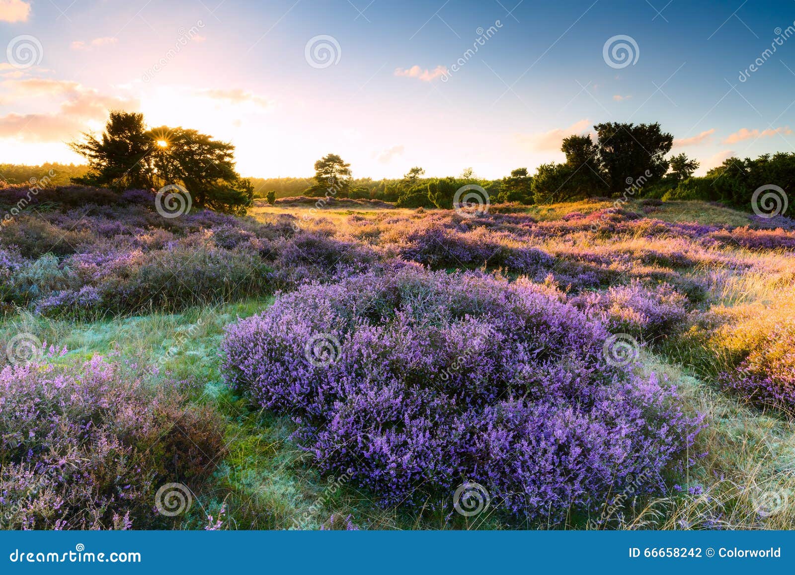 Heather field stock photo. Image of spring, purple, tree - 66658242