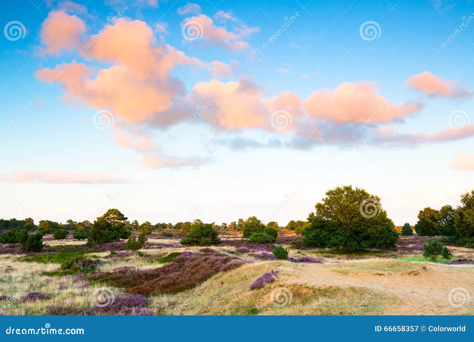 Heather field stock image. Image of savanna, grass, blooming - 66658357
