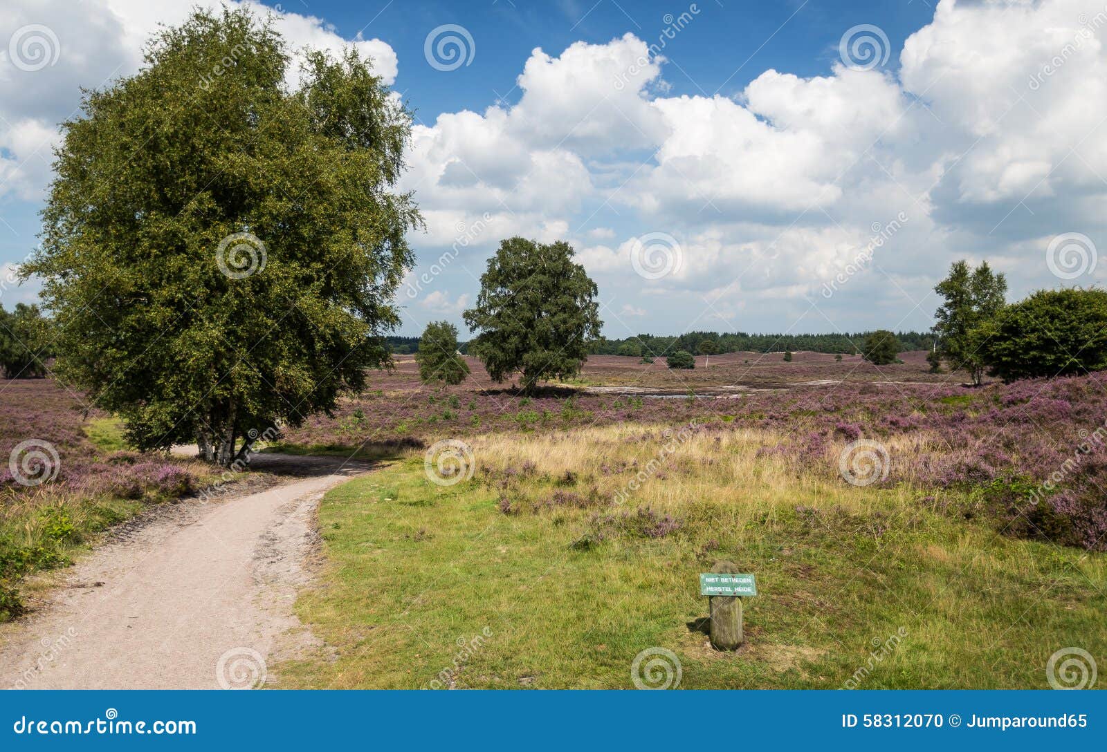 Heather field stock photo. Image of people, outside, outdoors - 58312070