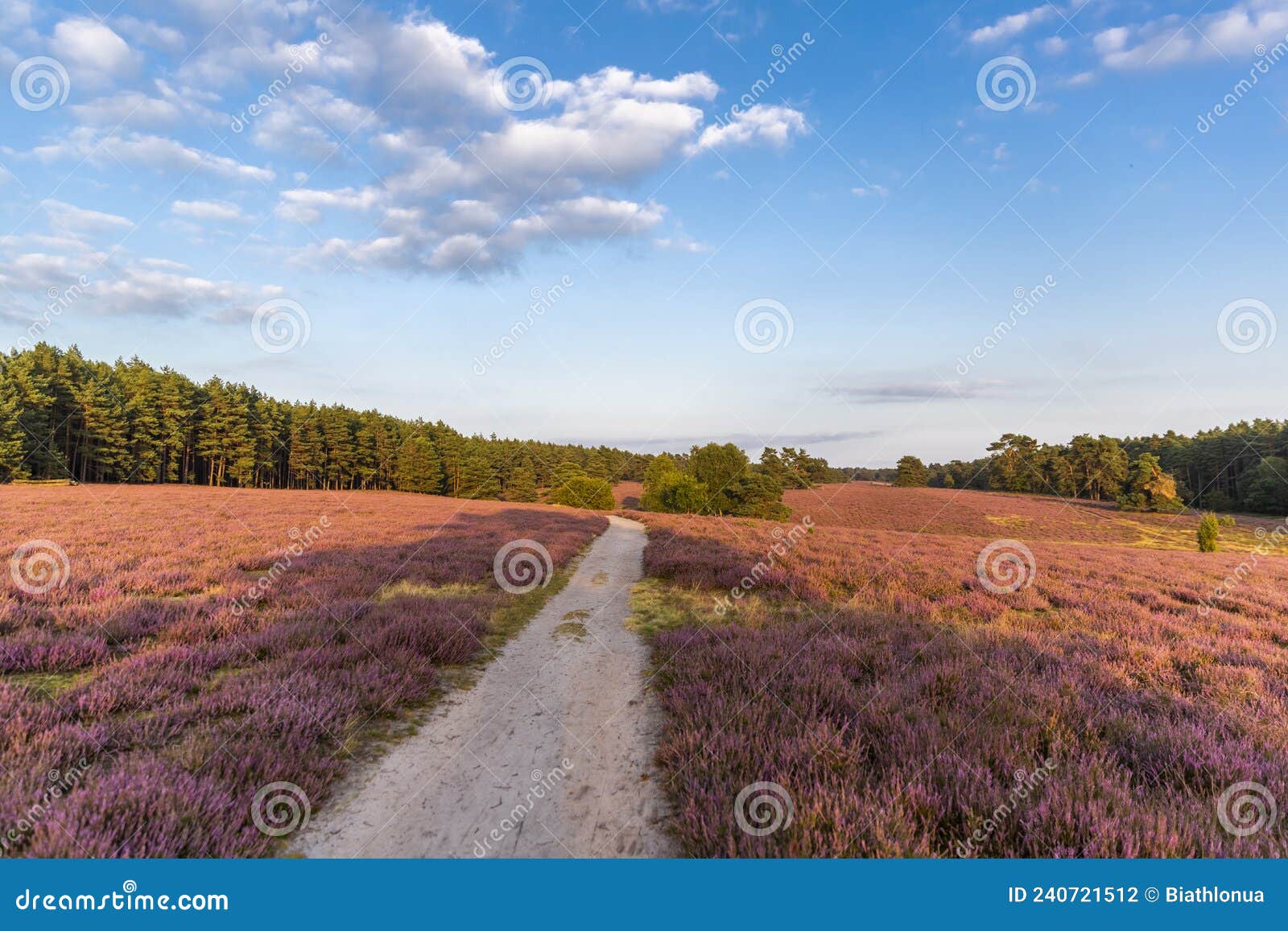 Heather Fields on the Misselhorn Heath, Suedheide Nature Park Stock ...
