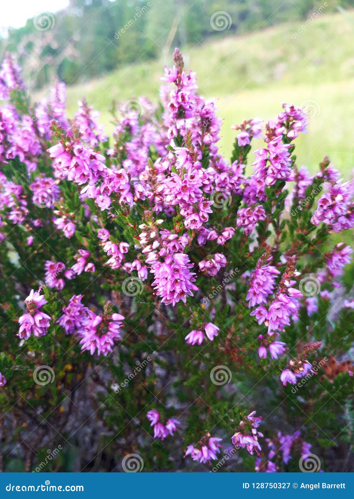 Heather stock image. Image of flowers, scottish, scotland - 128750327
