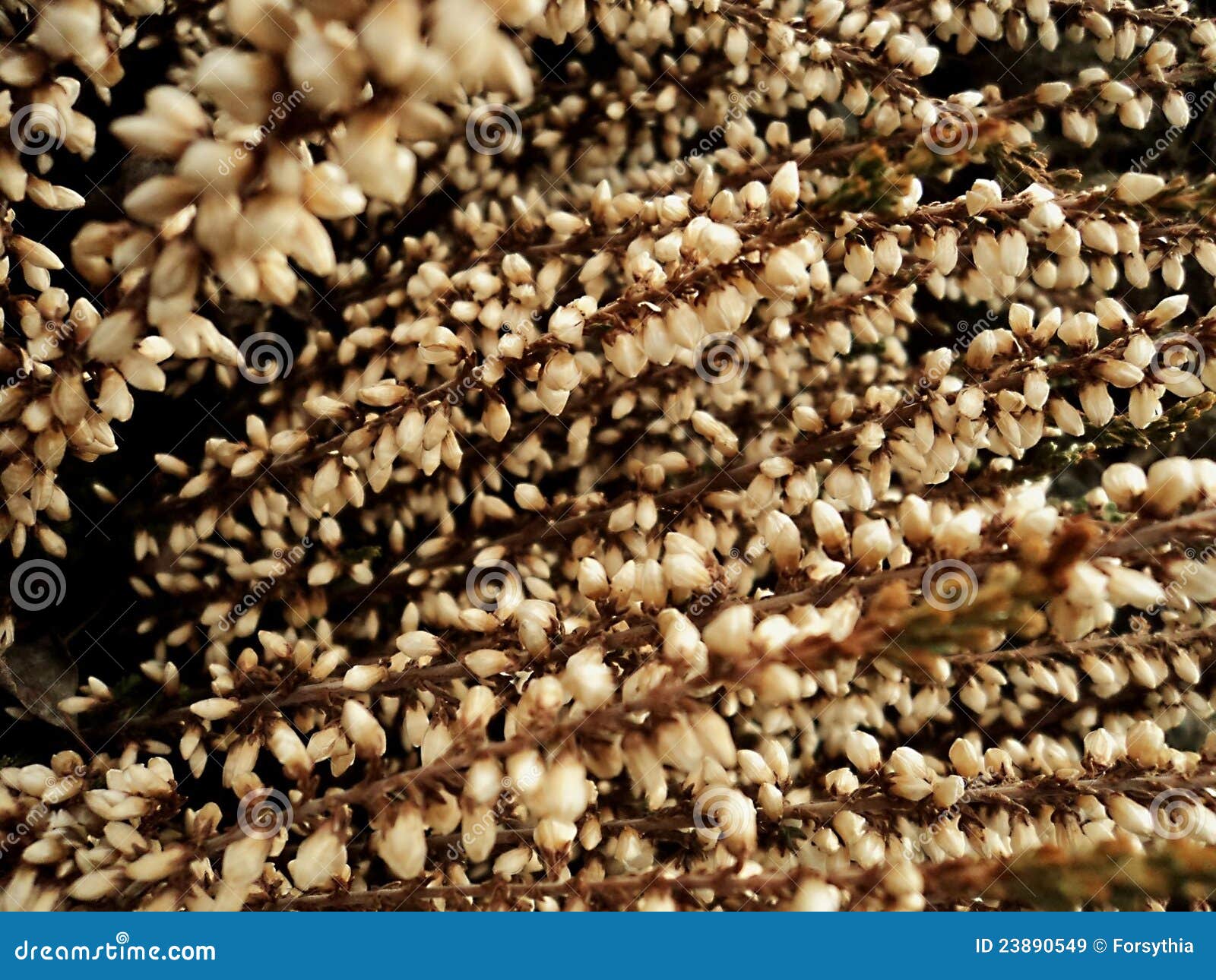 Heather flower texture stock image. Image of texture - 23890549