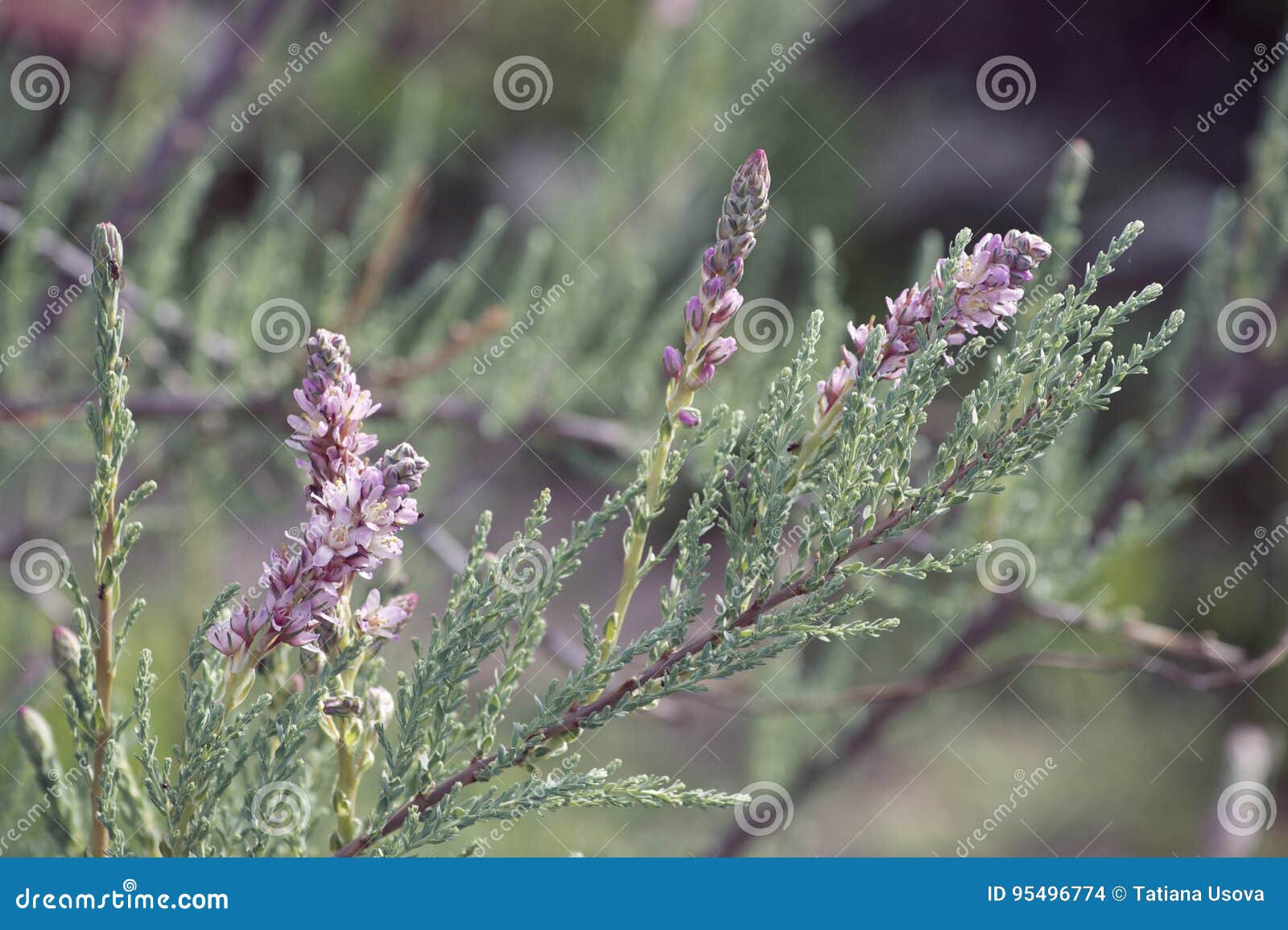 Heather stock photo. Image of herb, thriving, blooming - 95496774