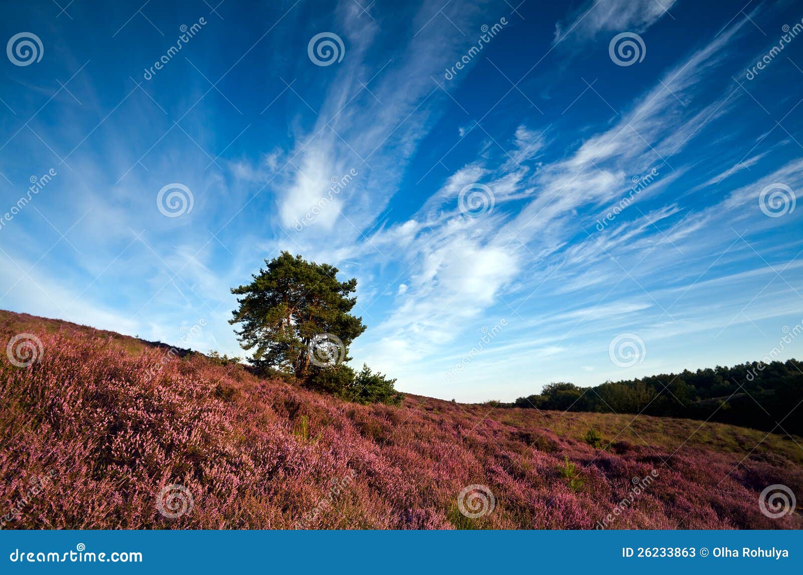 Heather Flowering Hill and Sky Stock Image - Image of meadow, nature ...
