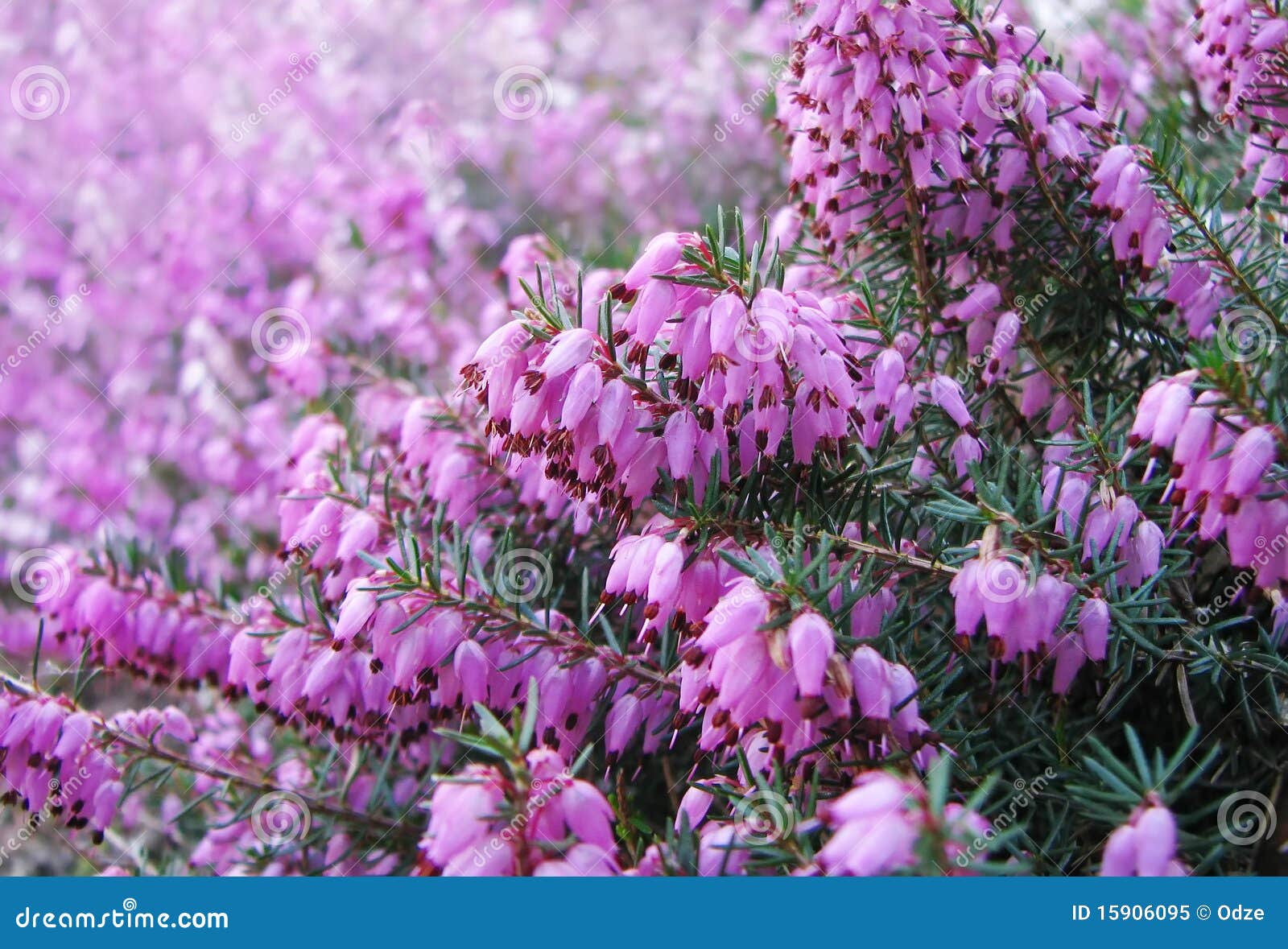 Heather flowers stock image. Image of elegance, plant - 15906095