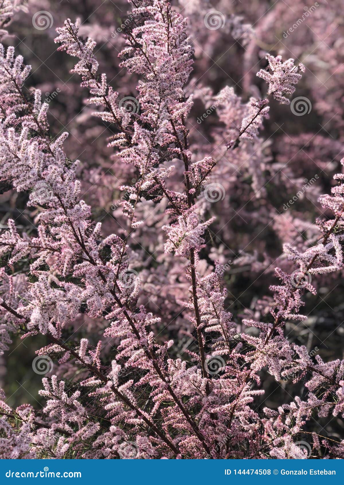 Heather flowers stock photo. Image of field, spring - 144474508