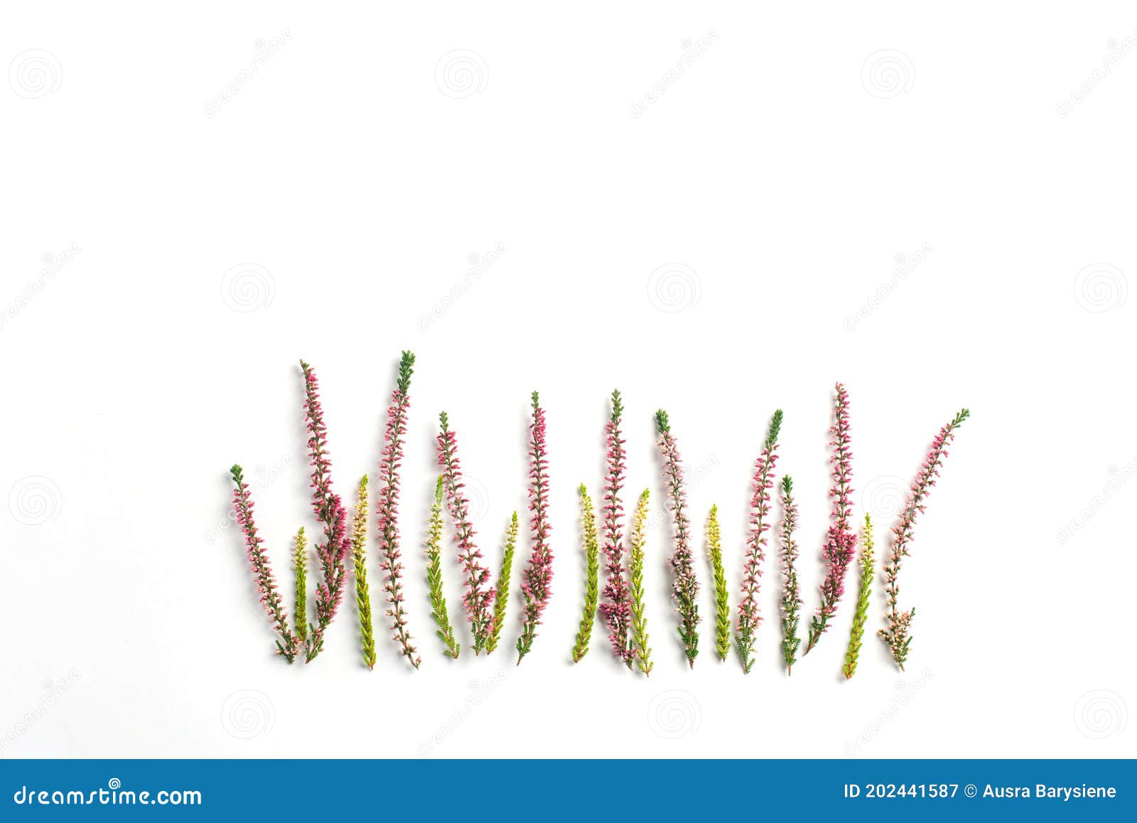 Heather Flowers Border on a White Background. Copy Space for Text, Top ...