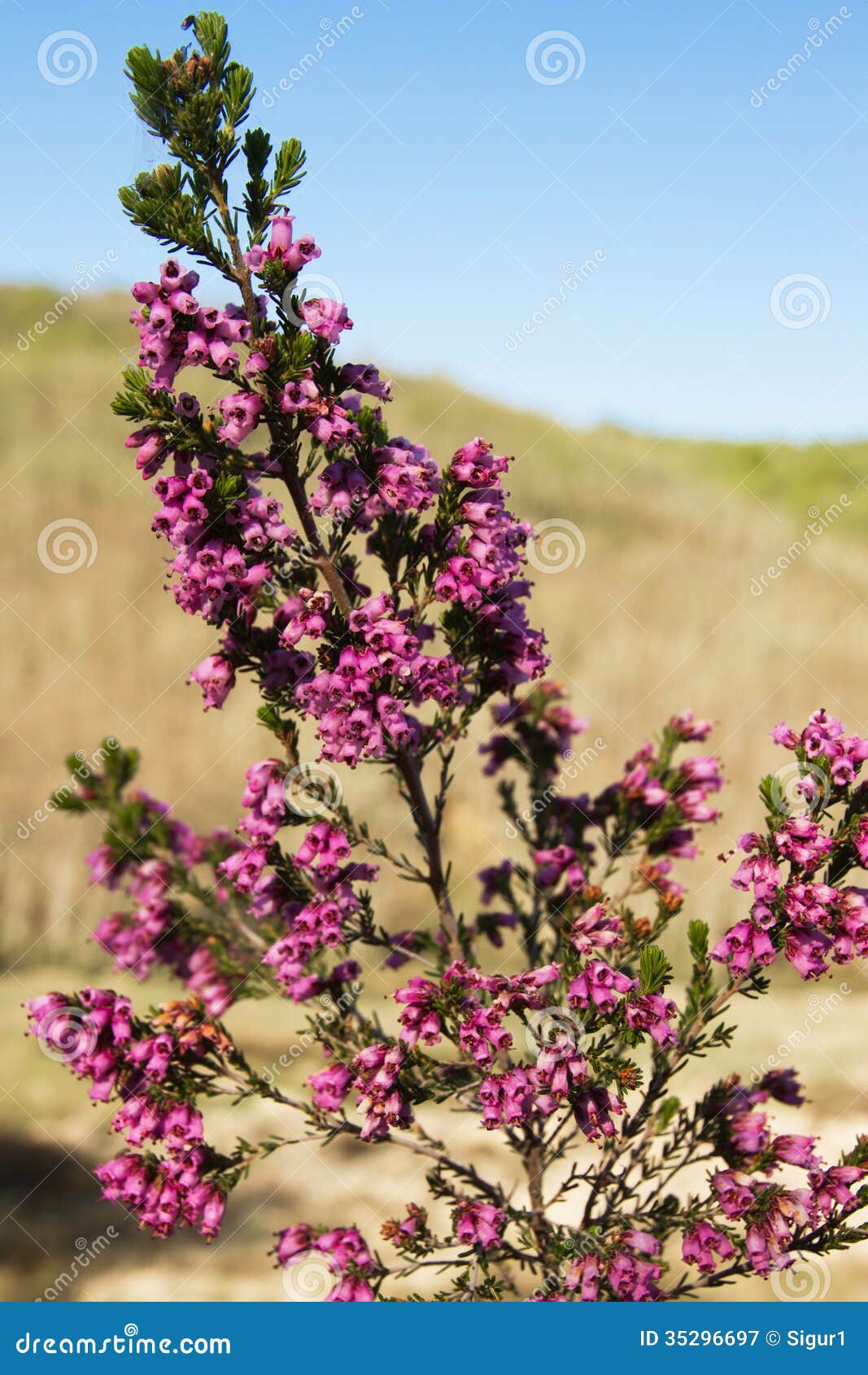 Heather Flowers stock image. Image of species, spain - 35296697