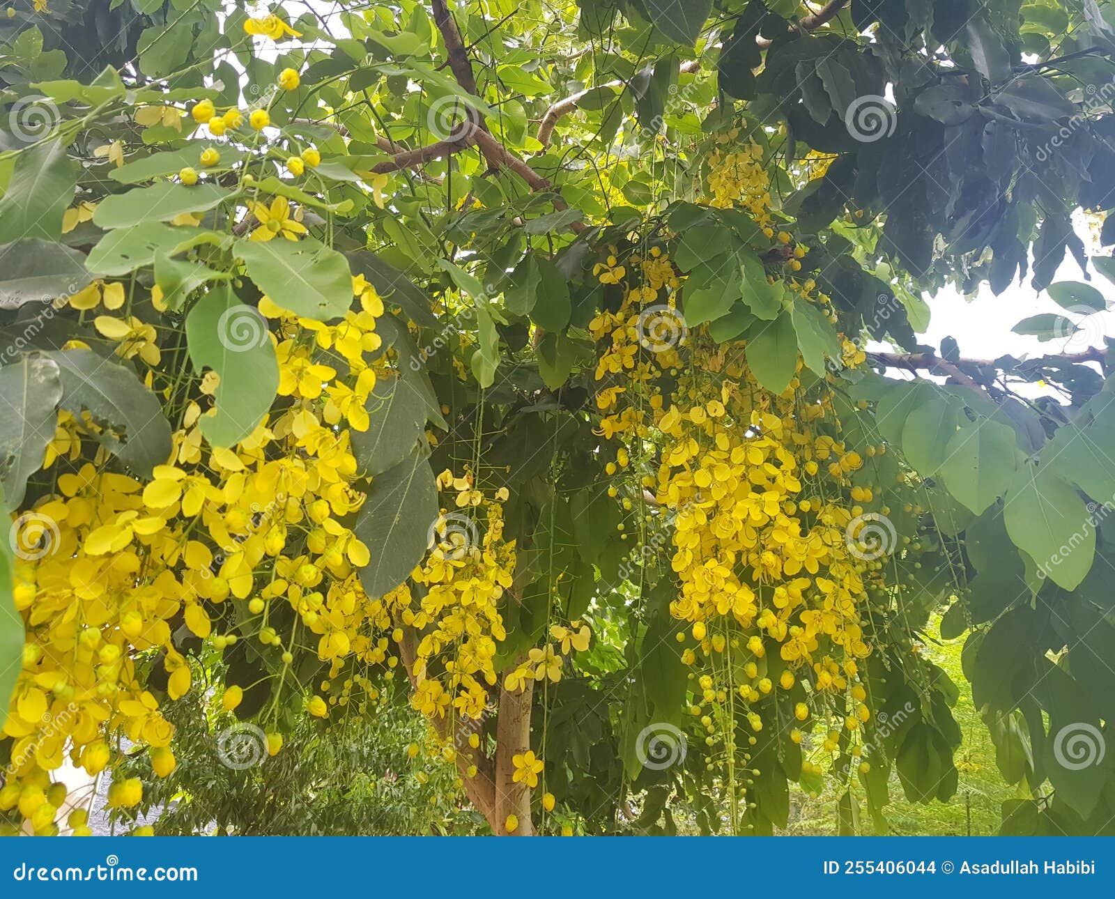 Heather Flowers Caluna Vulgaris Stock Photo - Image of agriculture ...