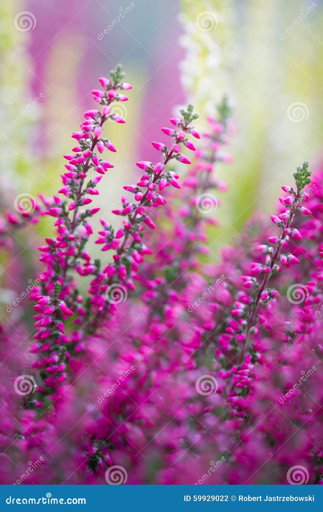 Heather flowers stock photo. Image of countryside, flora - 59929022