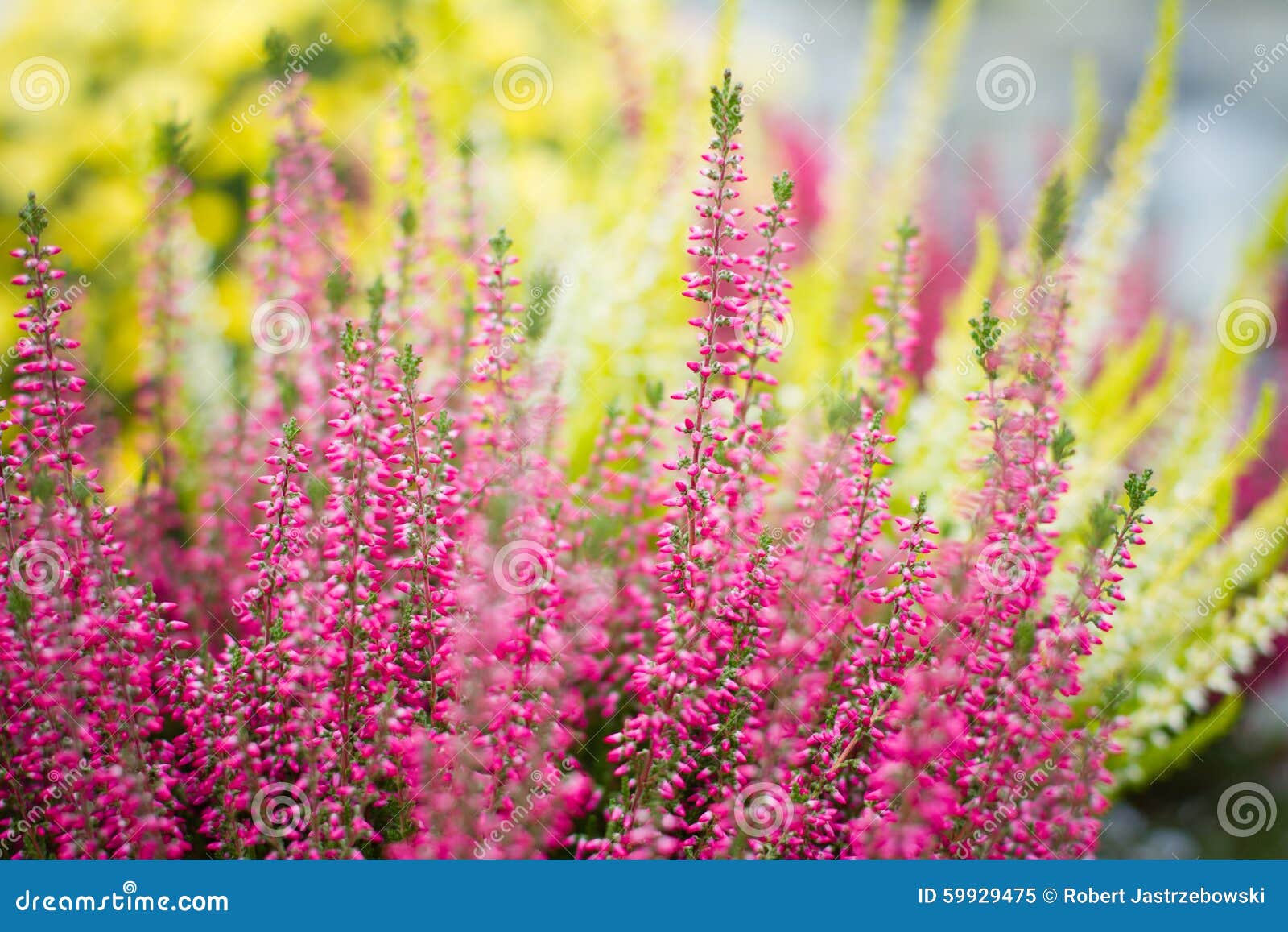 Heather flowers stock image. Image of flowering, landscape - 59929475