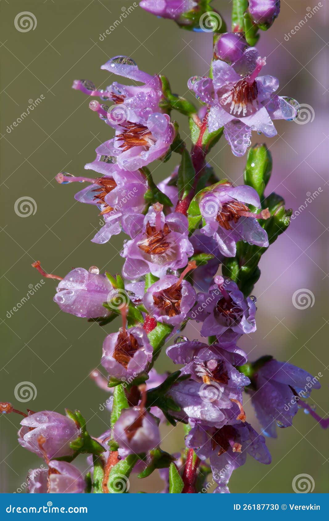 Heather Flowers. Lat. Calluna Stock Photo - Image of colors, plant ...