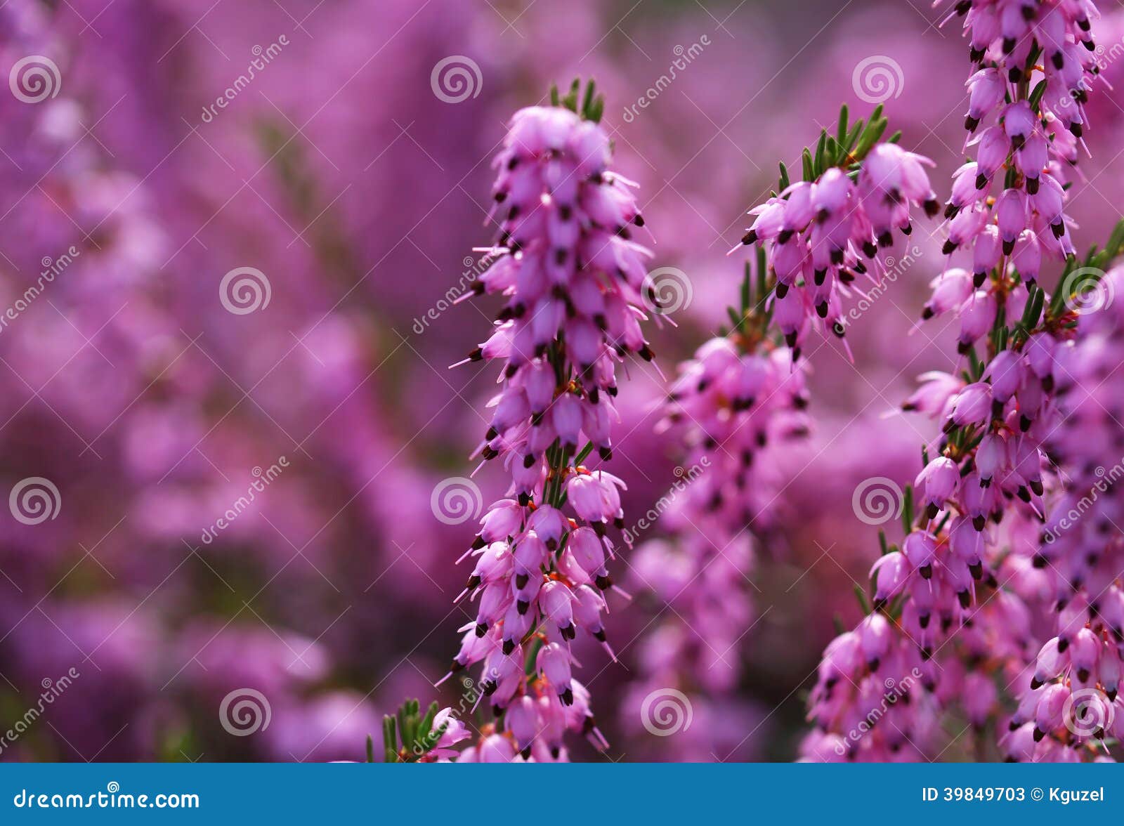 Heather Flowers. Purple Calluna Stock Image - Image of calluna, field ...